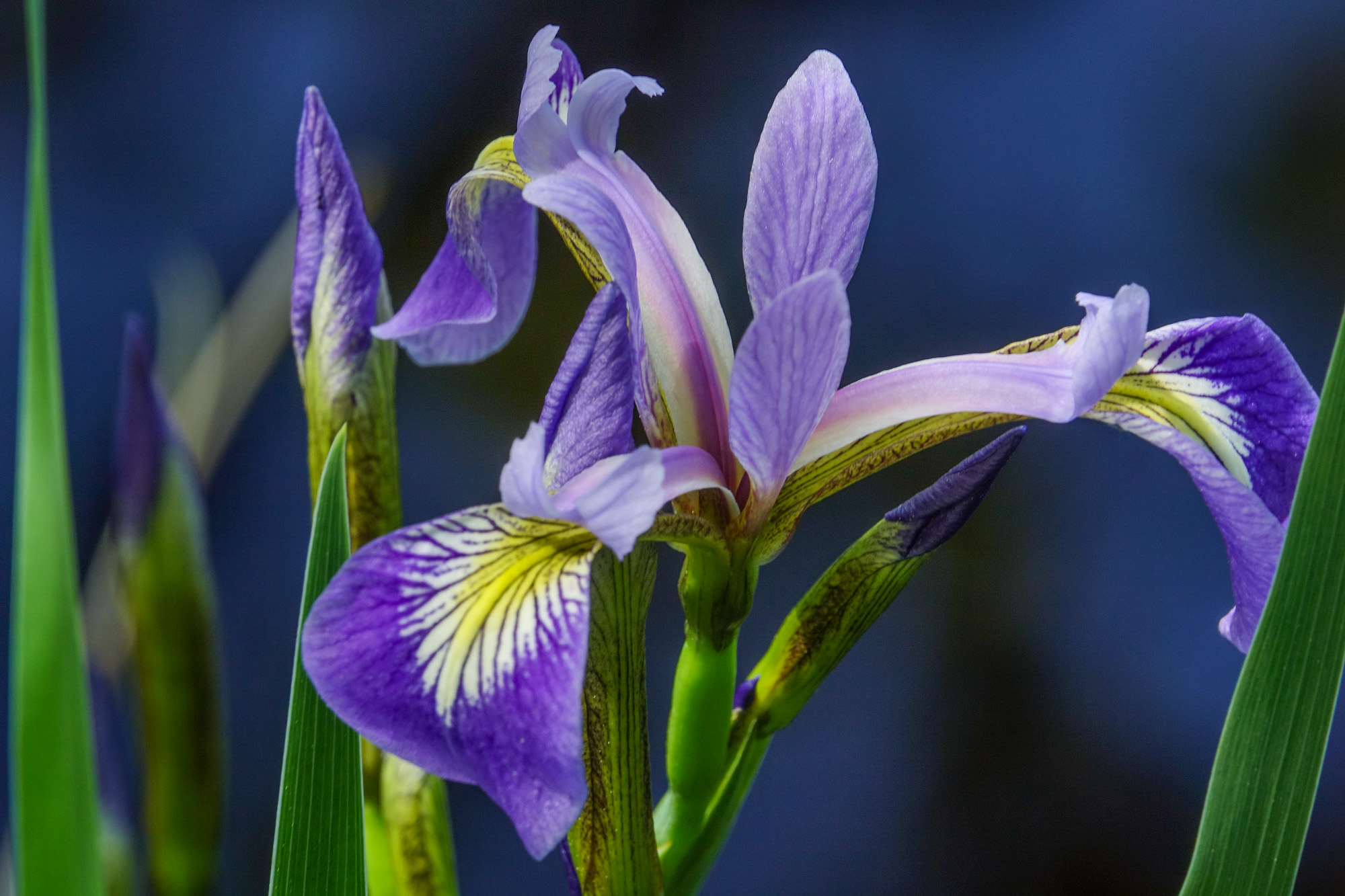 Wild Iris – Pic for Today