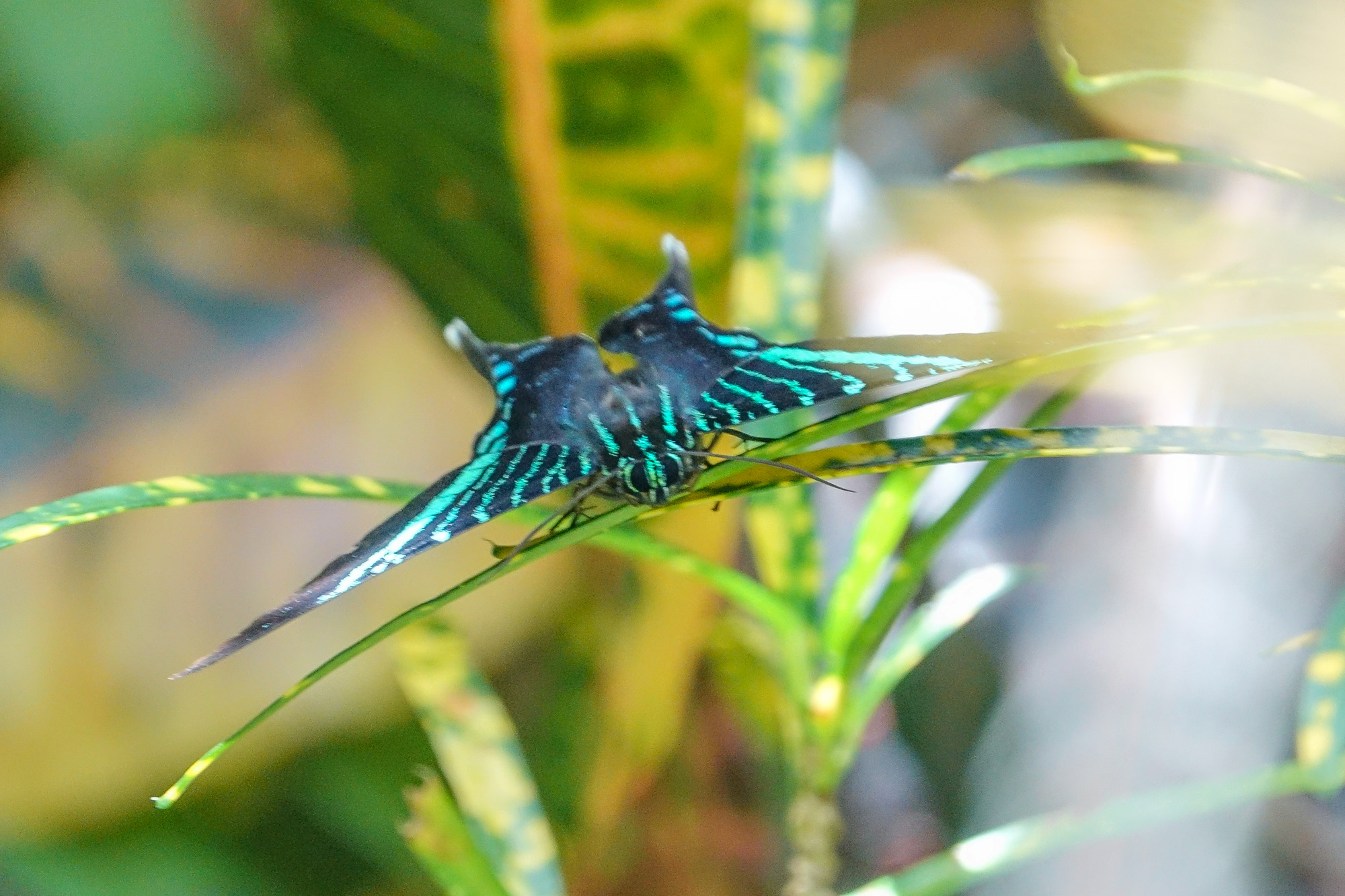 Urania Swallowtail Moth – Pic for Today