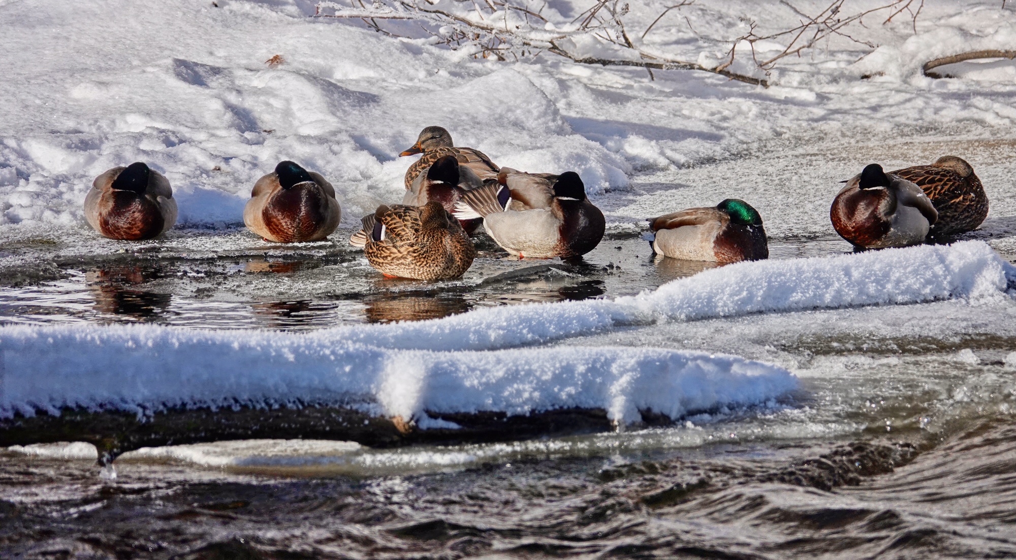 Cold Mallards – Pic for Today