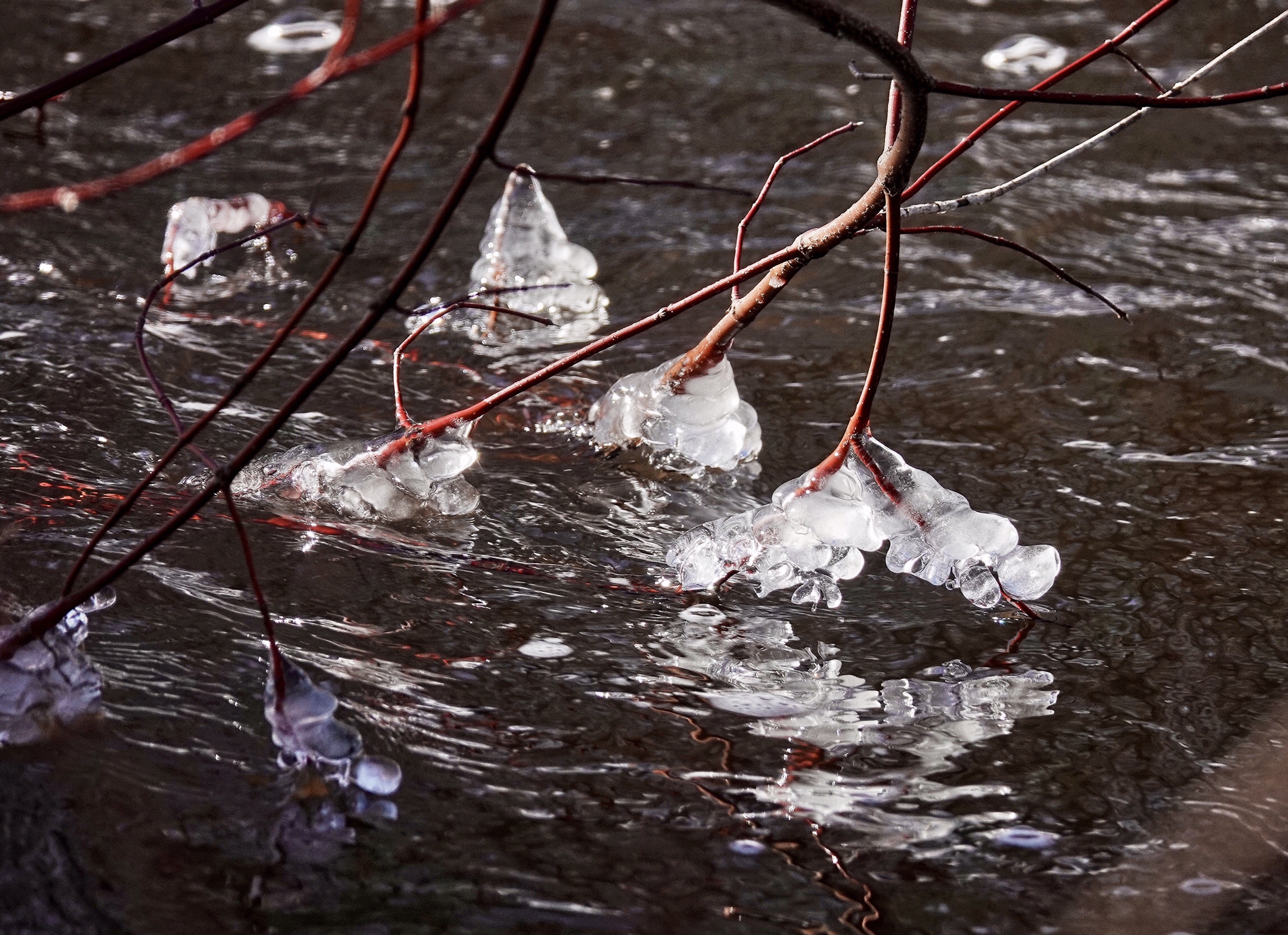 Ice bells on willow wands… – Pic for Today