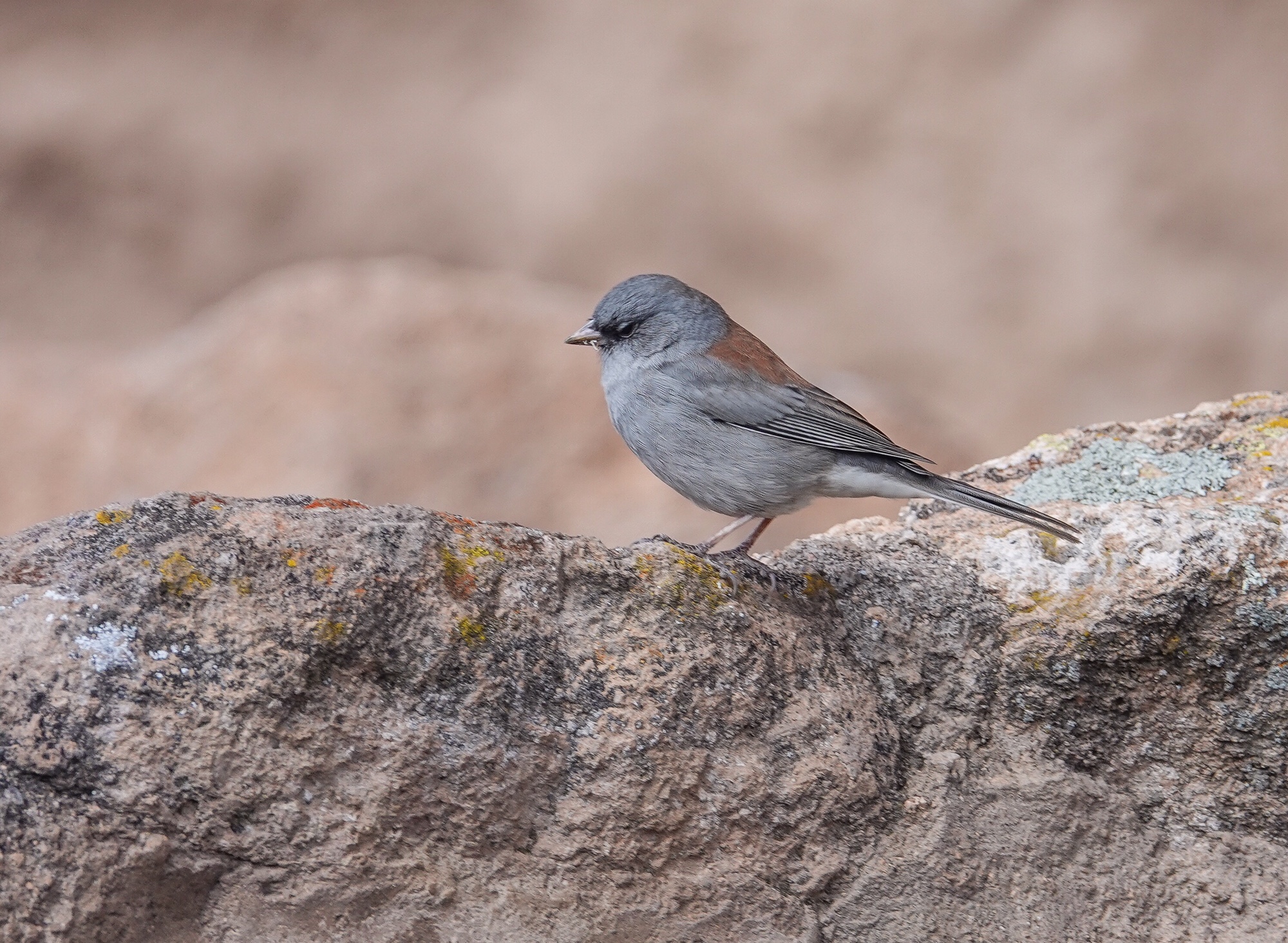 Grey-headed Junco – Pic for Today