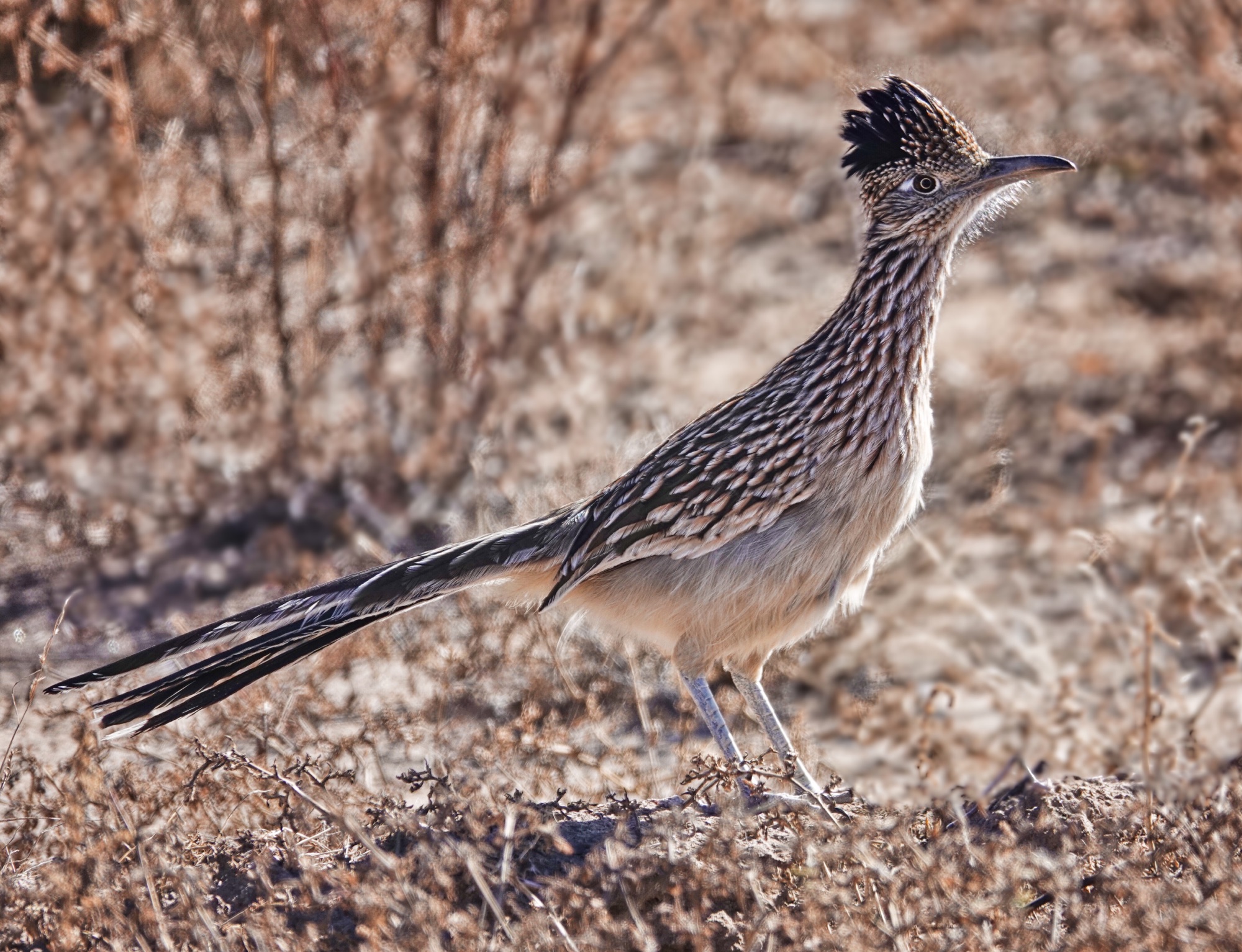 Beep beep! – Pic for Today