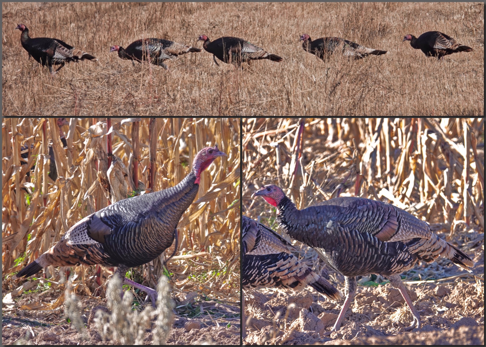 Rio Grande Wild Turkeys – Pic for Today