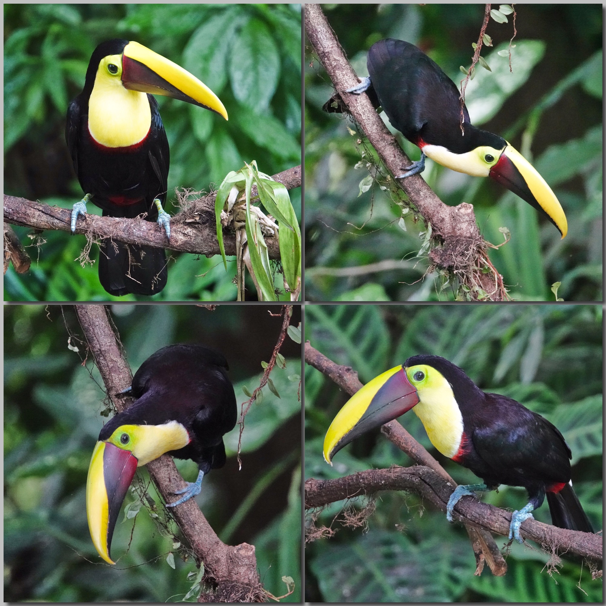 Yellow-throated Toucan – Pic for Today
