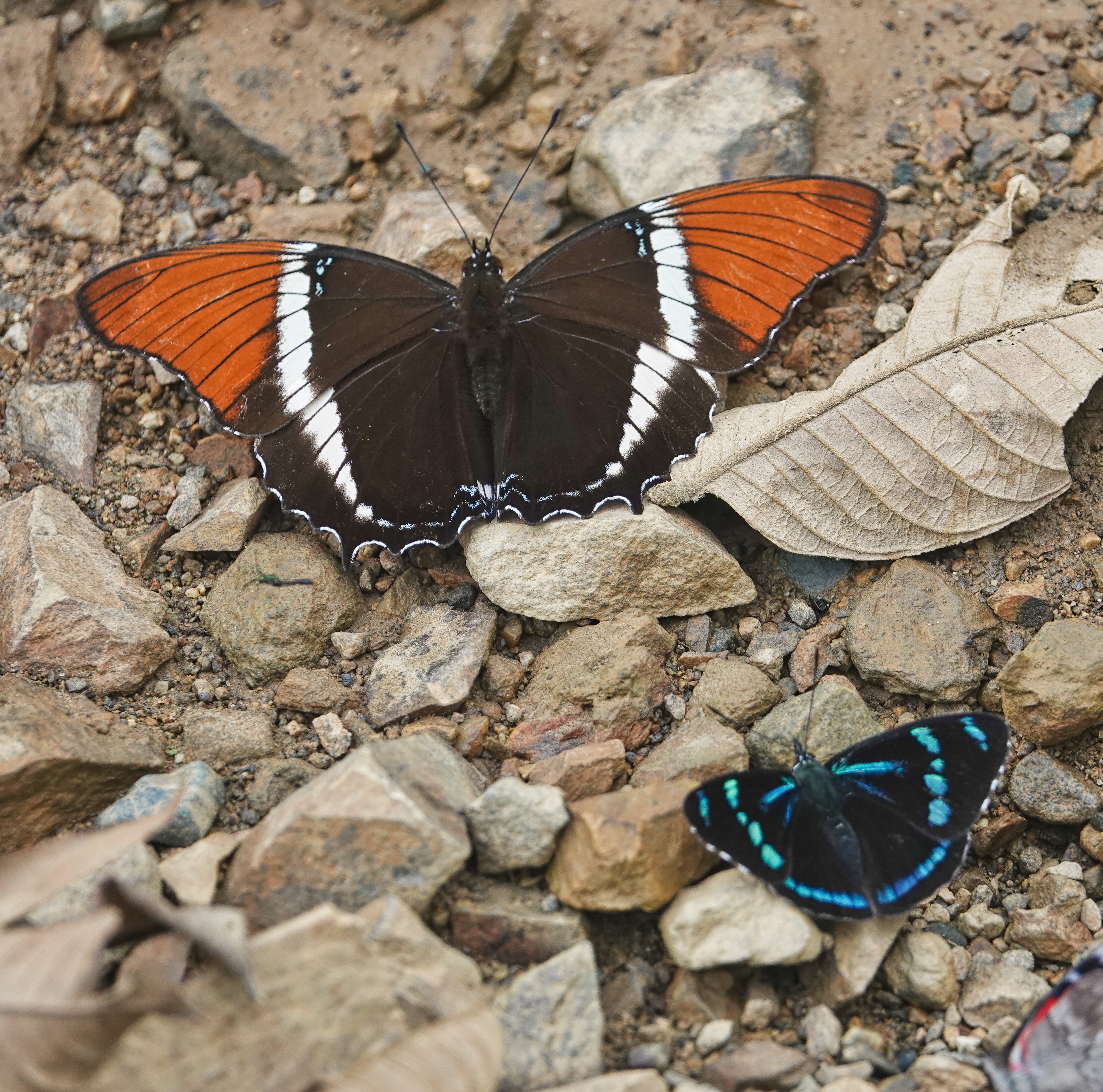 Butterflies at Cock-of-the-Rock Lodge – Pic for Today
