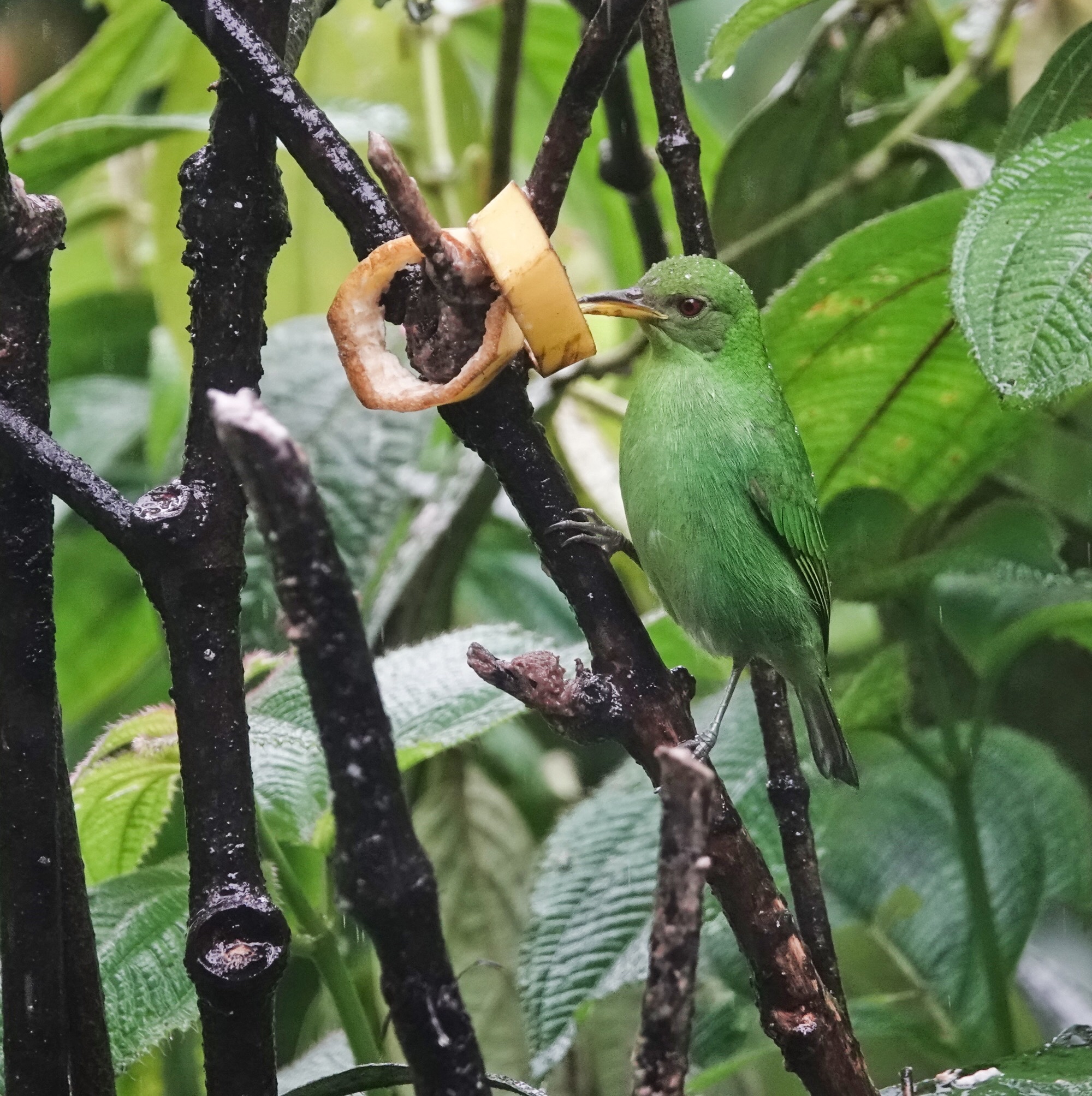 Green Honeycreeper – Pic for Today