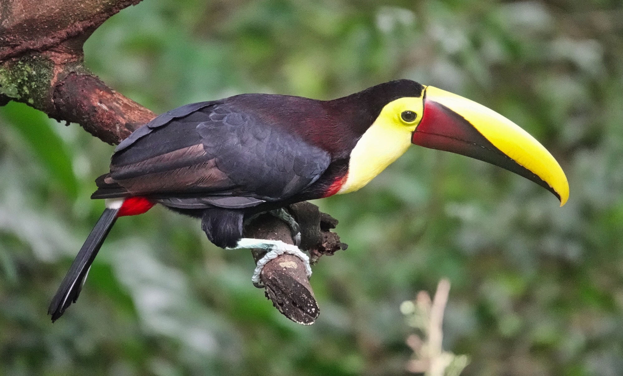 Yellow-throated Toucan – Pic for Today
