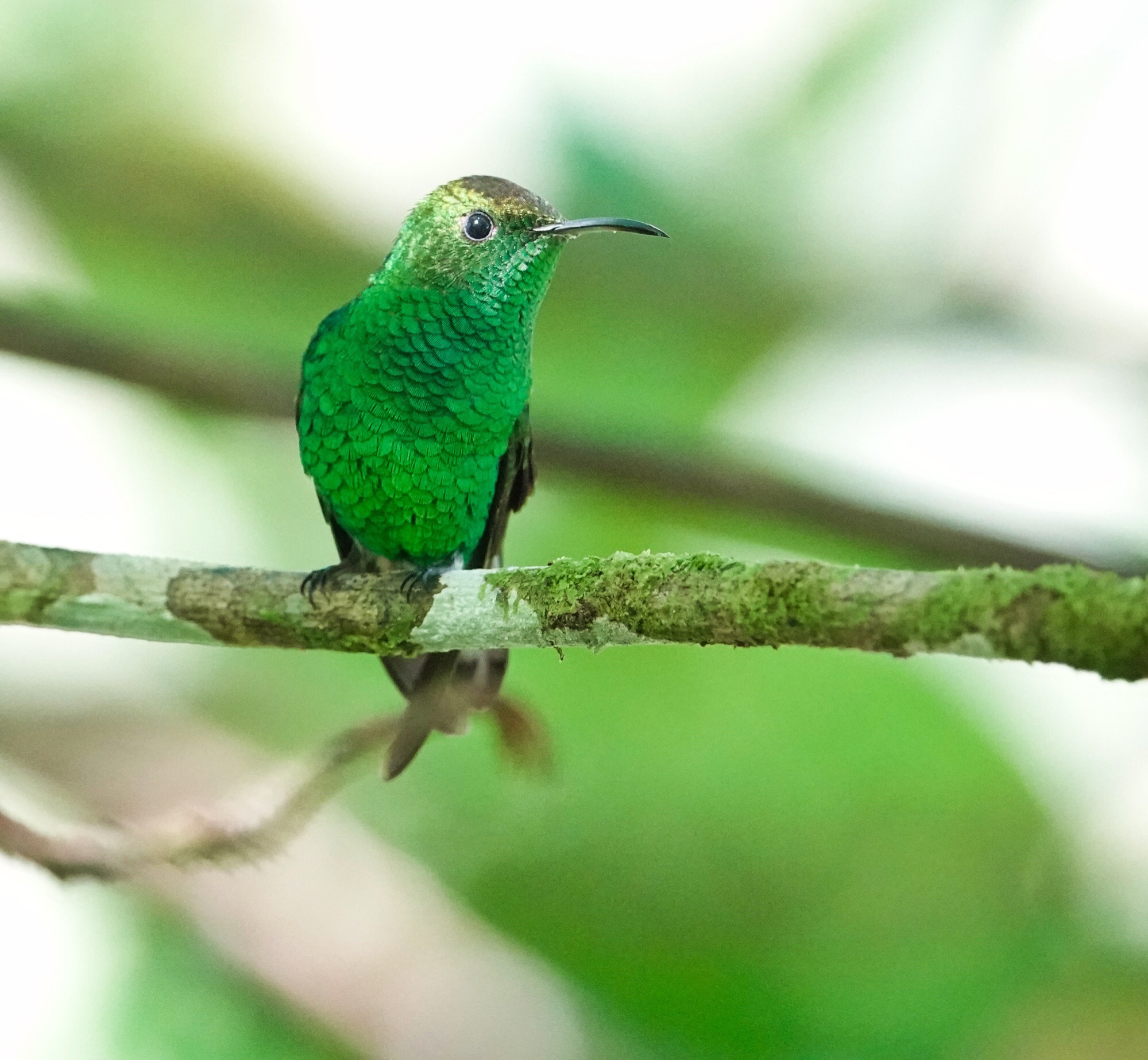 Coppery-headed Emerald – Pic for Today