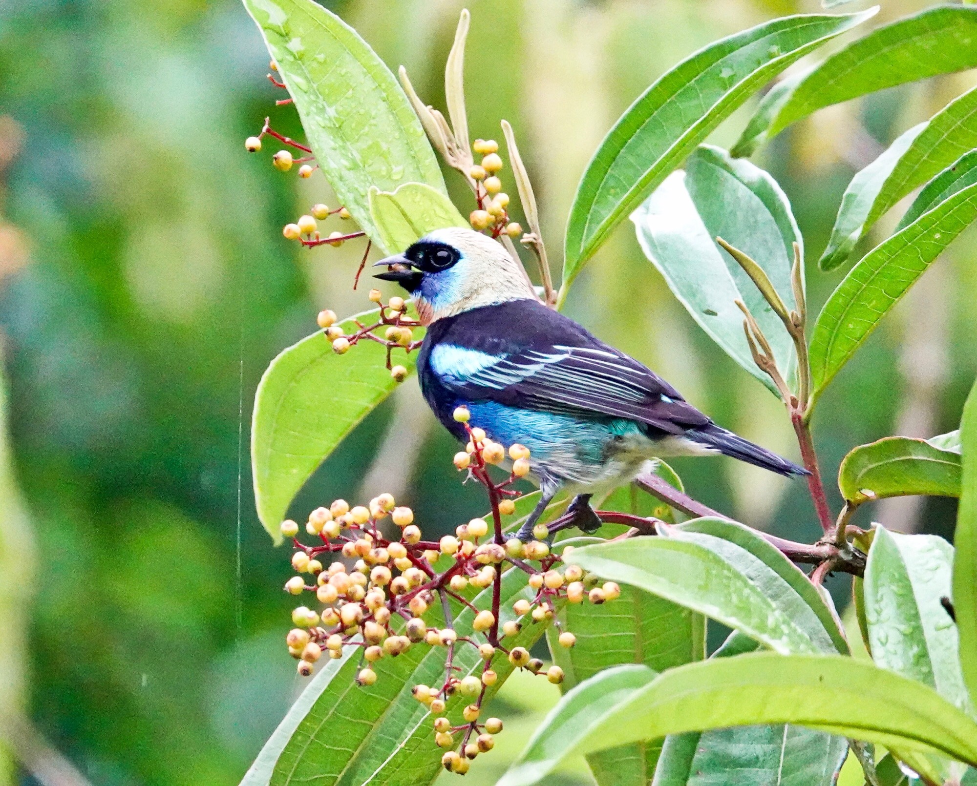 Golden-hooded Tanager – Pic for Today