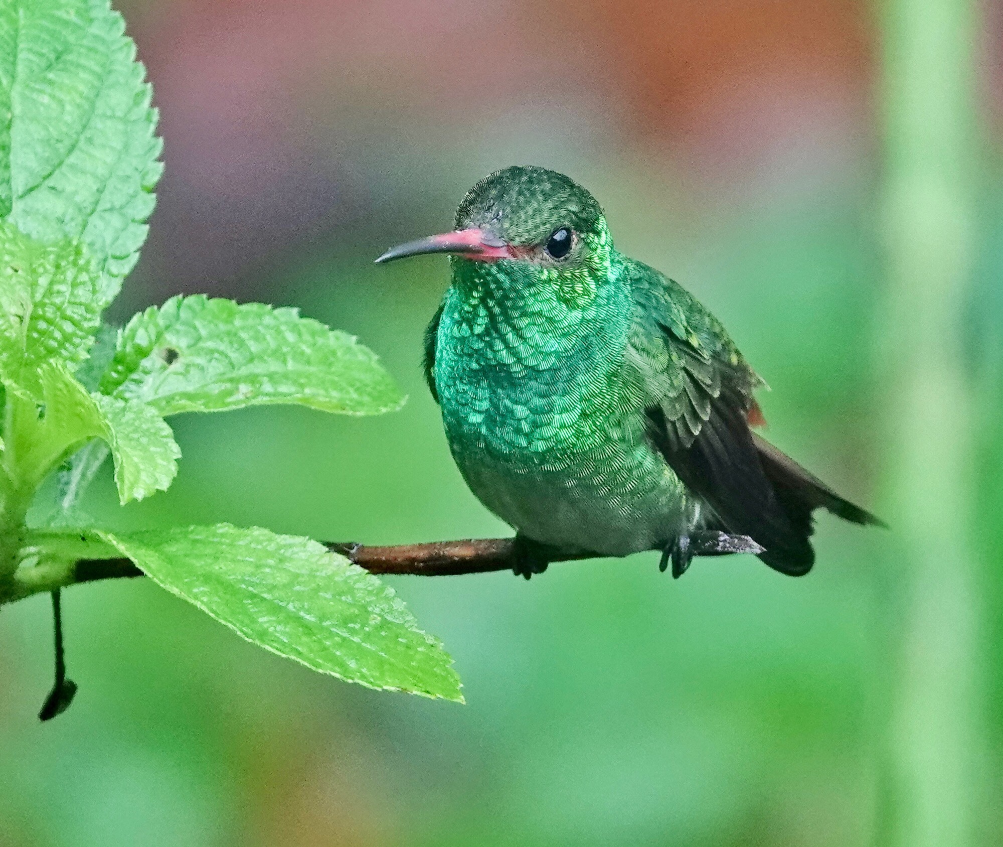 Rufous-tailed Hummingbird – Pic for Today