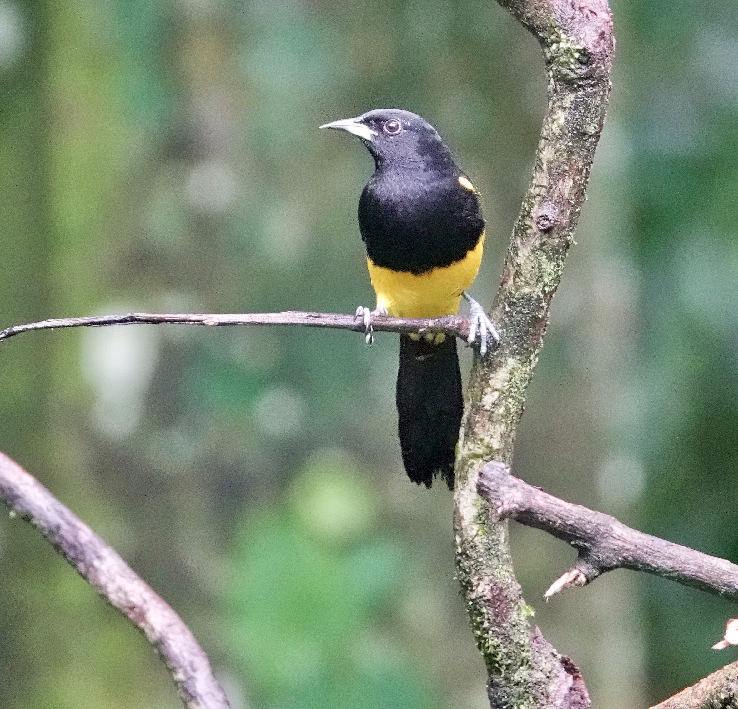 Black-cowled Oriole – Pic for Today