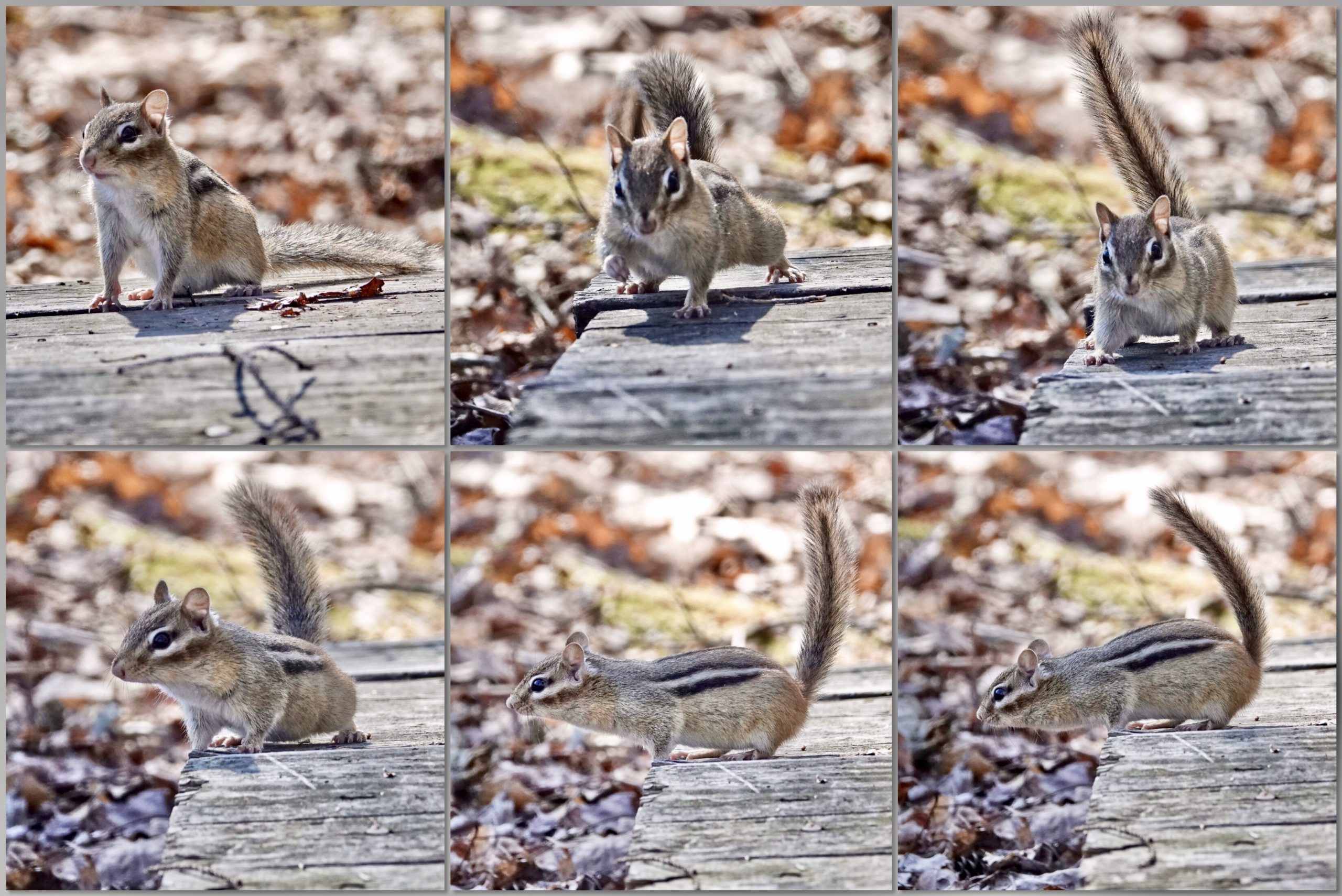 Feisty Chipmunk… – Pic for Today