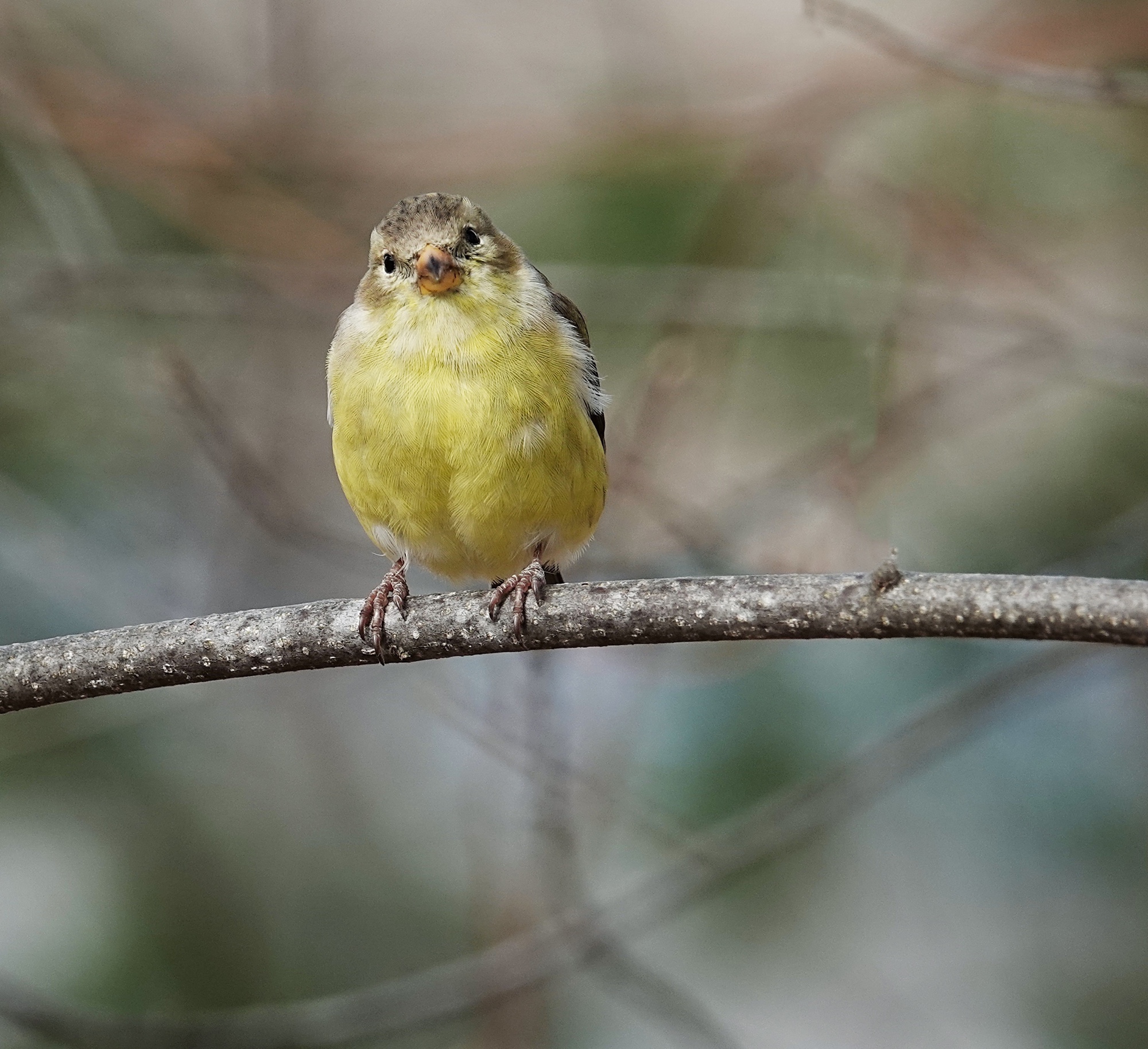 American Goldfinch – Pic for Today