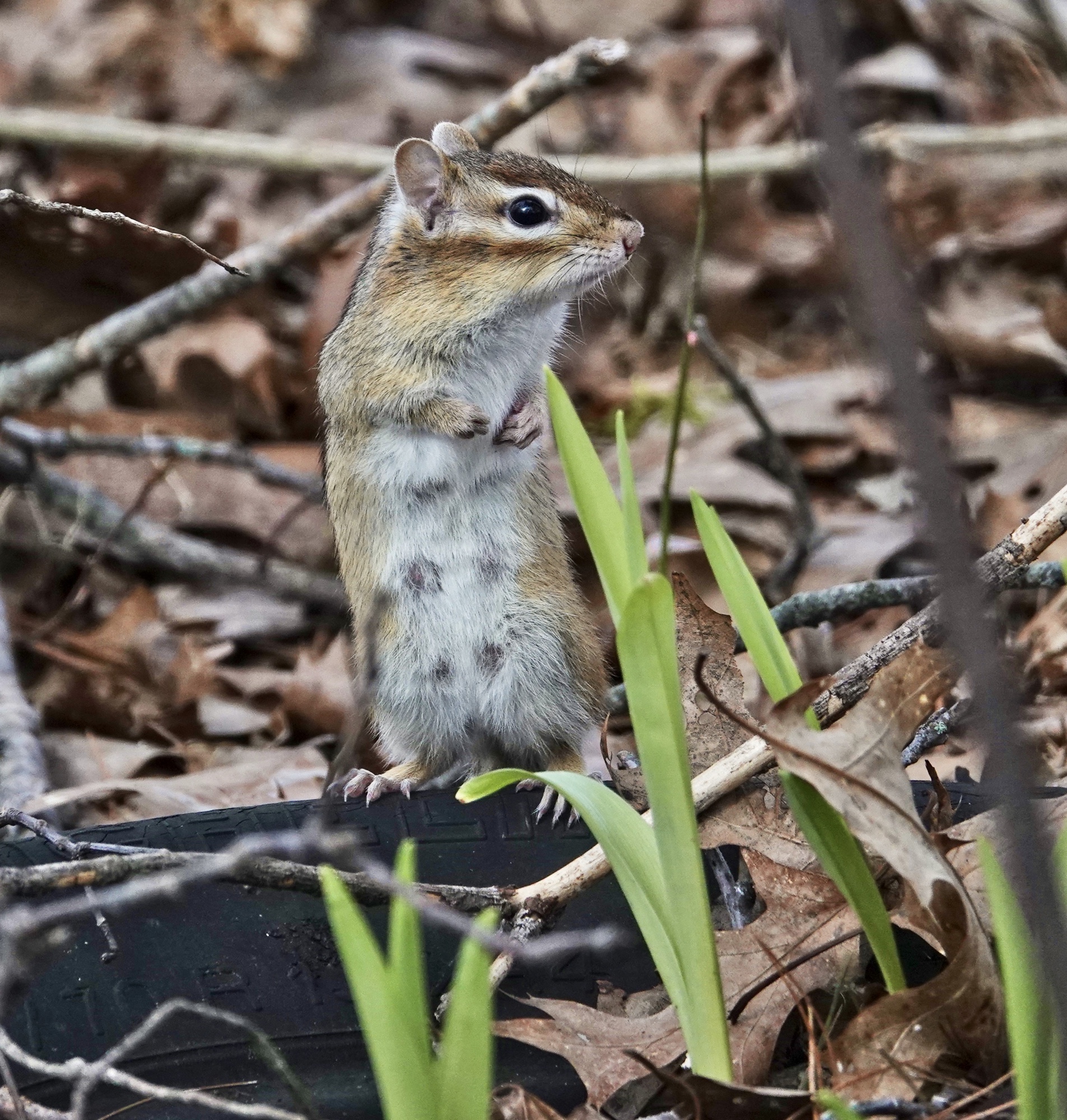 One little Chipmunk on a Mission! – Pic for Today