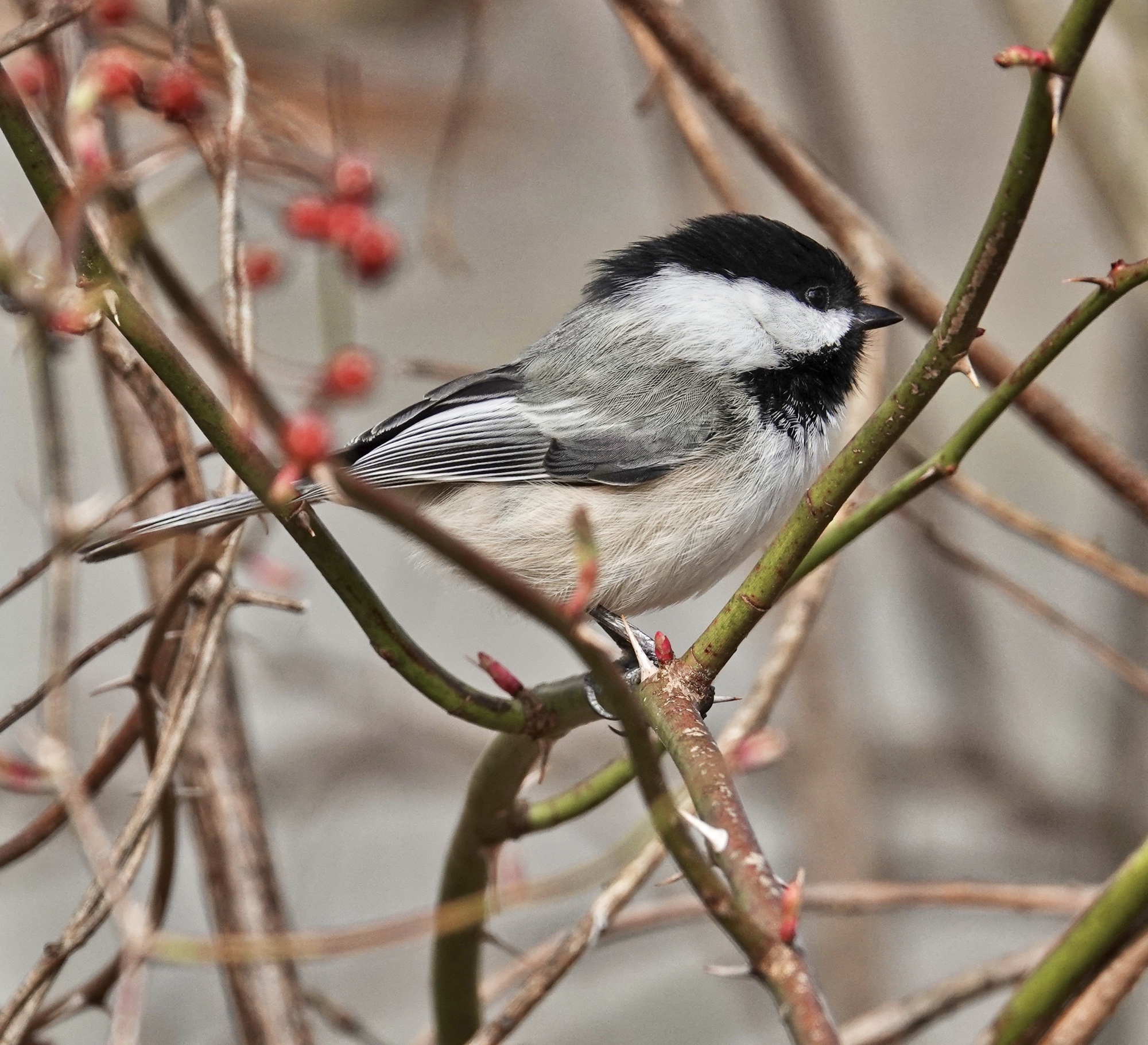 Chickadee beauty shot – Pic for Today