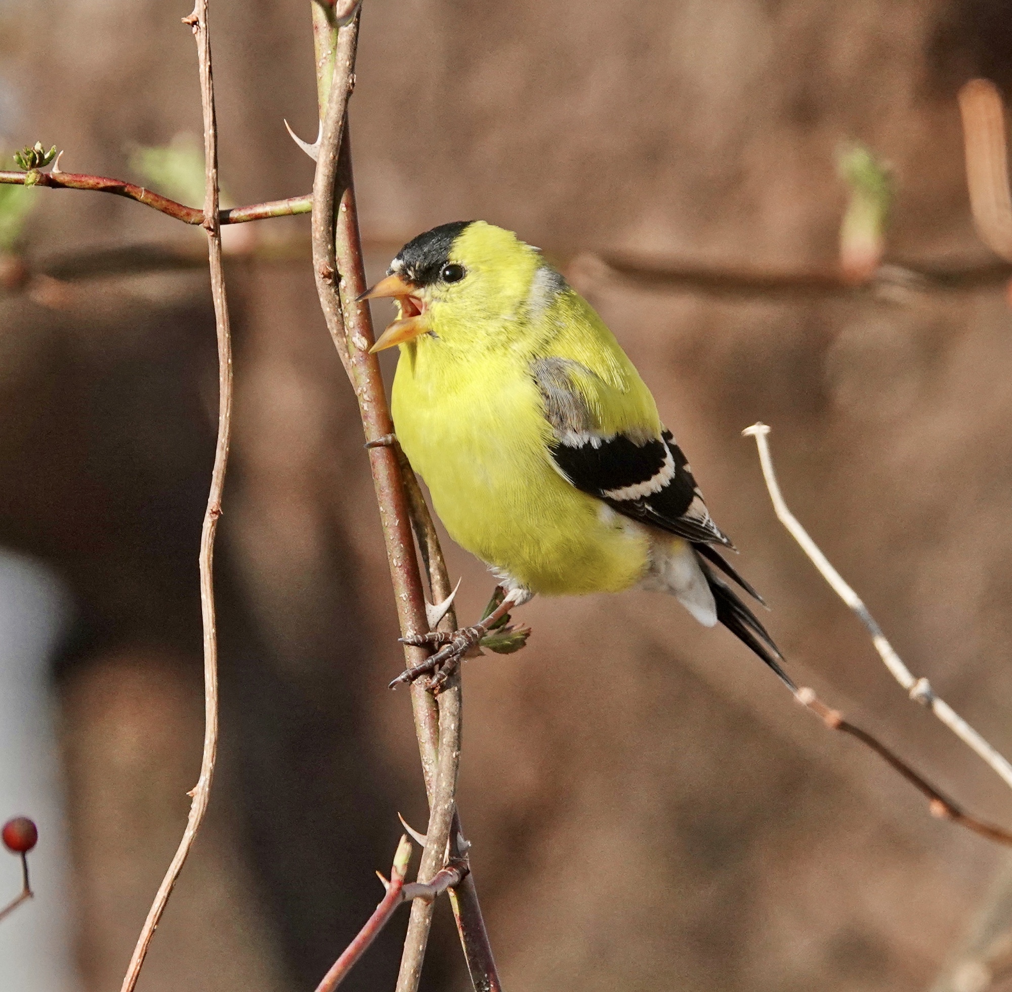 Goldfinch in song – Pic for Today