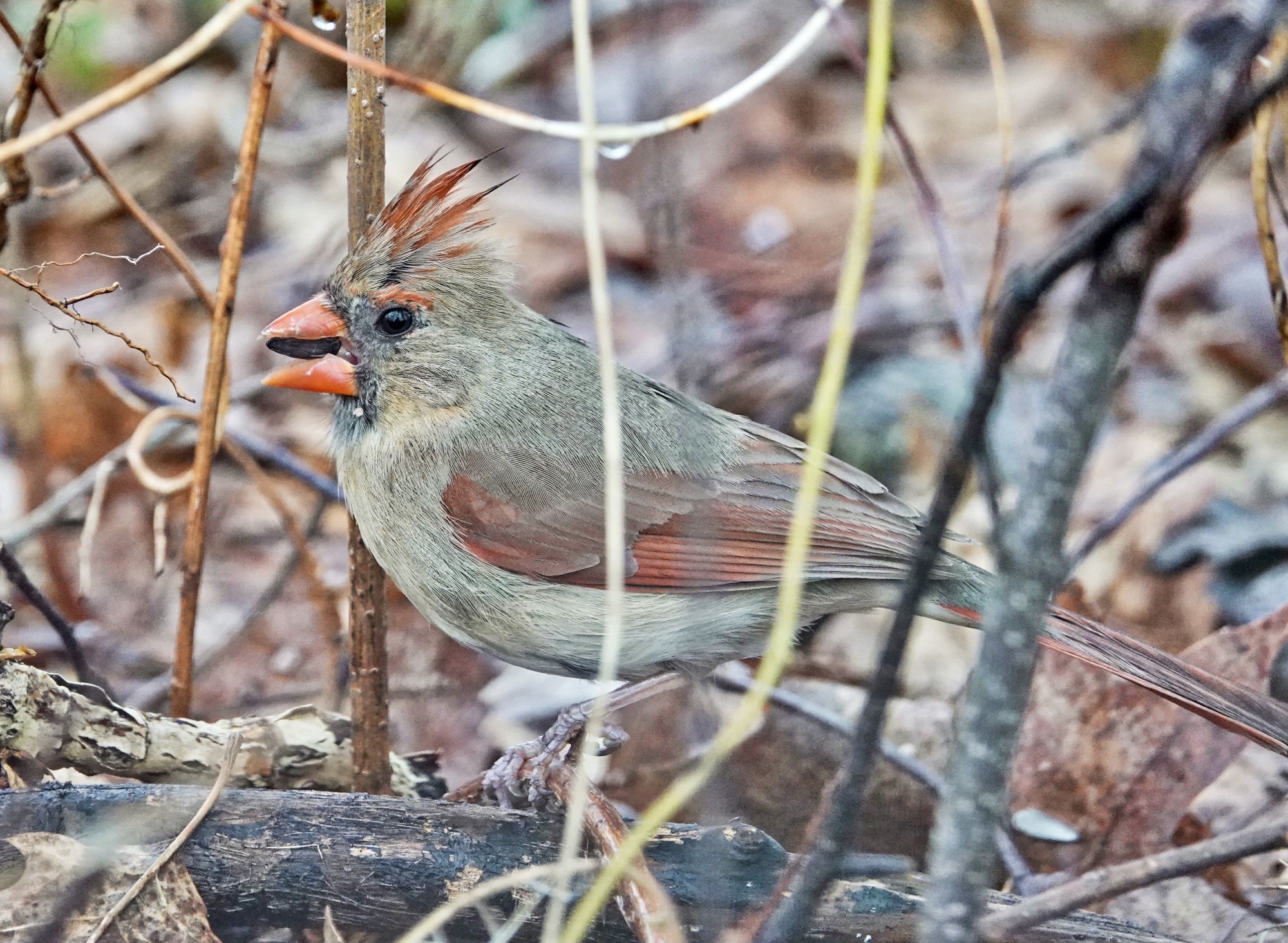 Ma Cardinal takes a seed. – Pic for Today