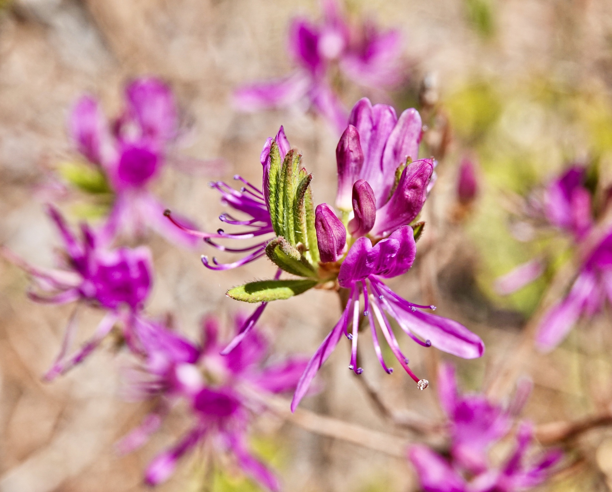 Rhodora – Pic for Today