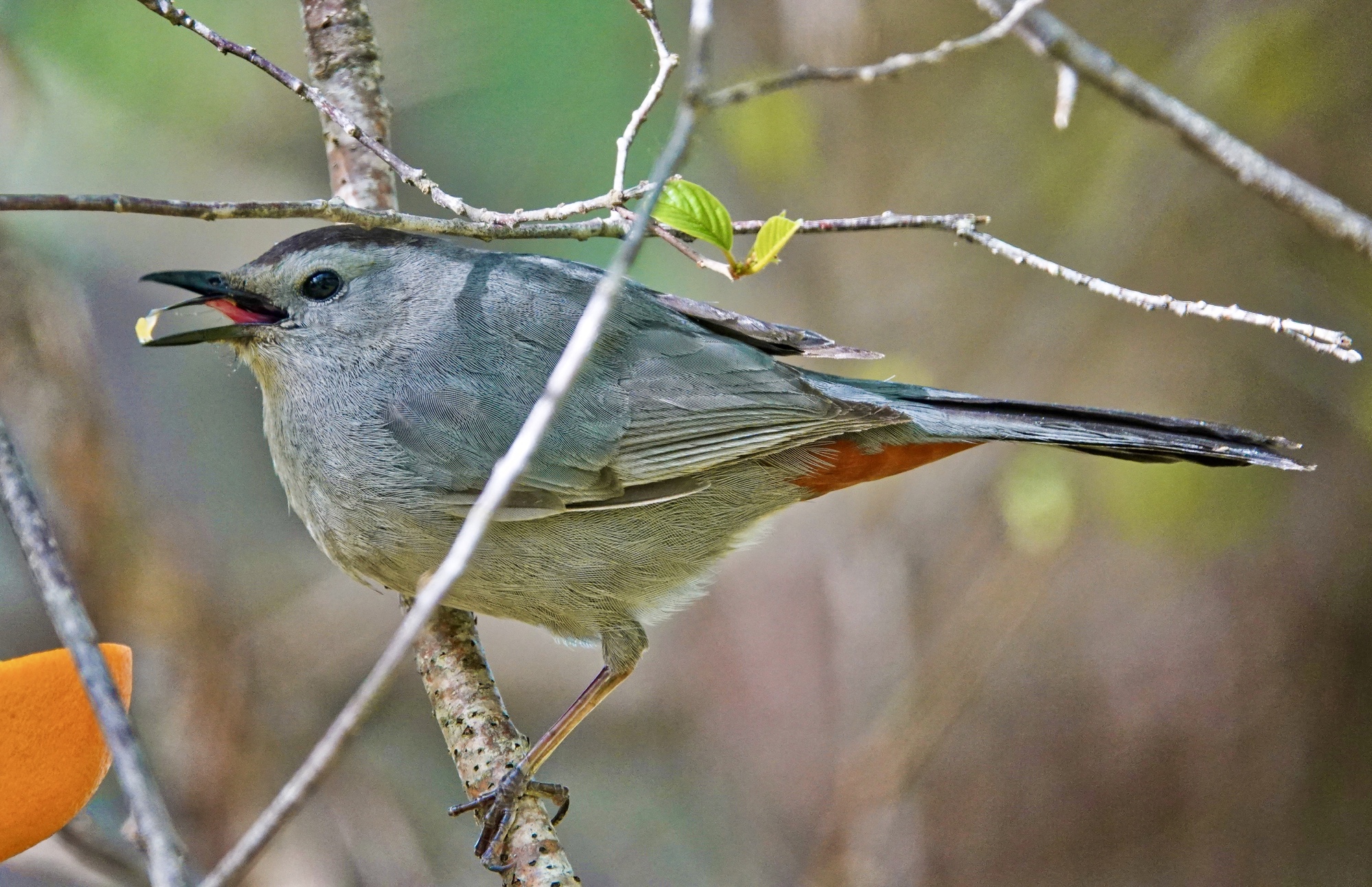Catbird comes calling – Pic for Today