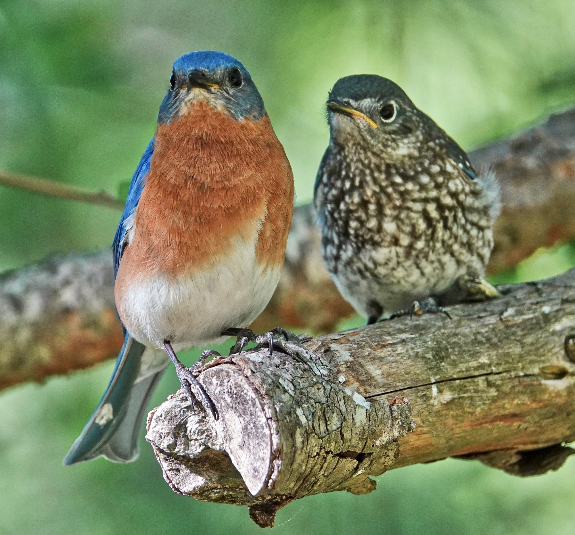 Feeding time. Eastern Bluebird – Pic for Today