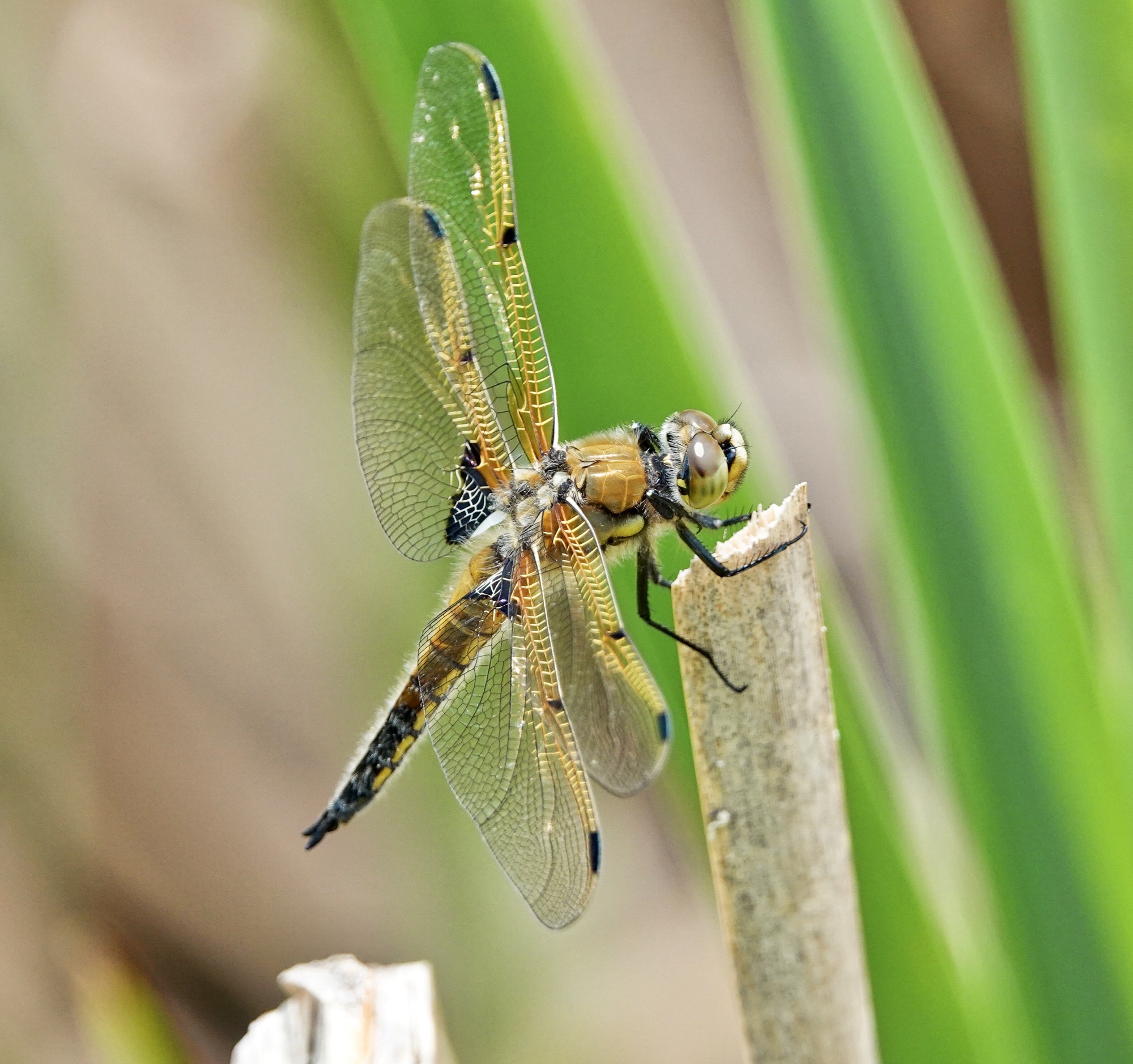 Four-spotted Skimmer – Pic for Today