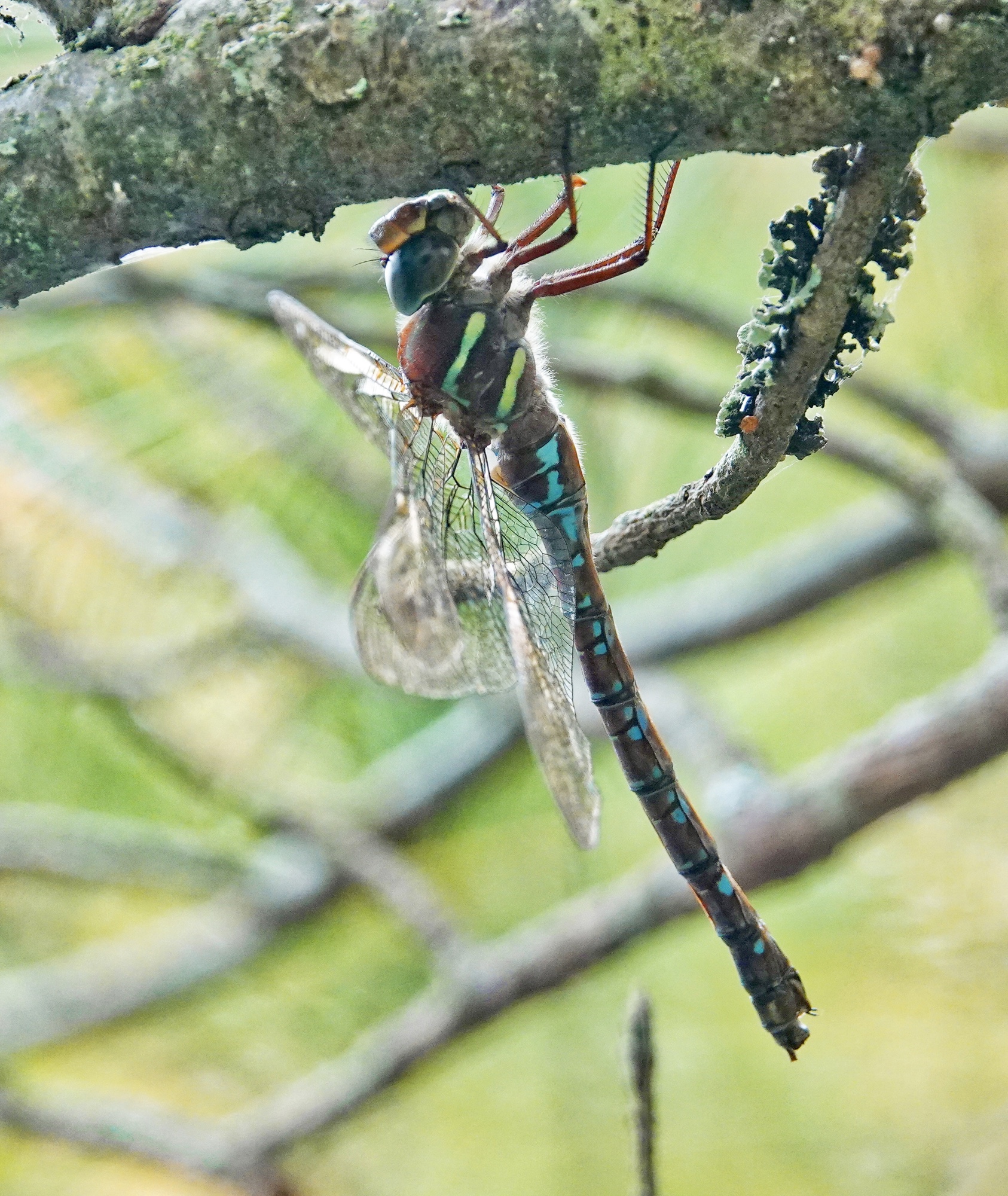 Black-tipped Darner – Pic for Today