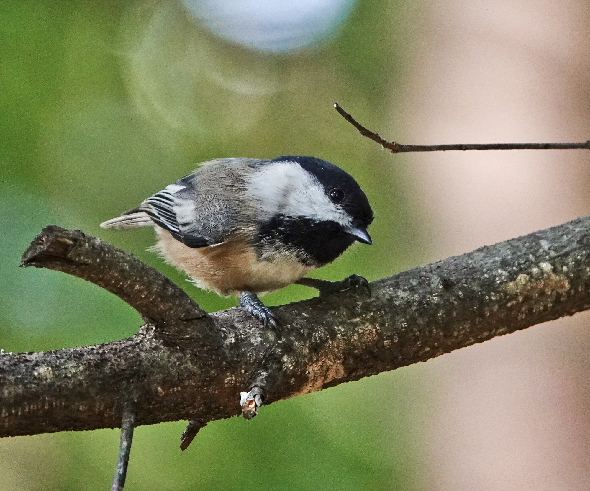 Chickadee