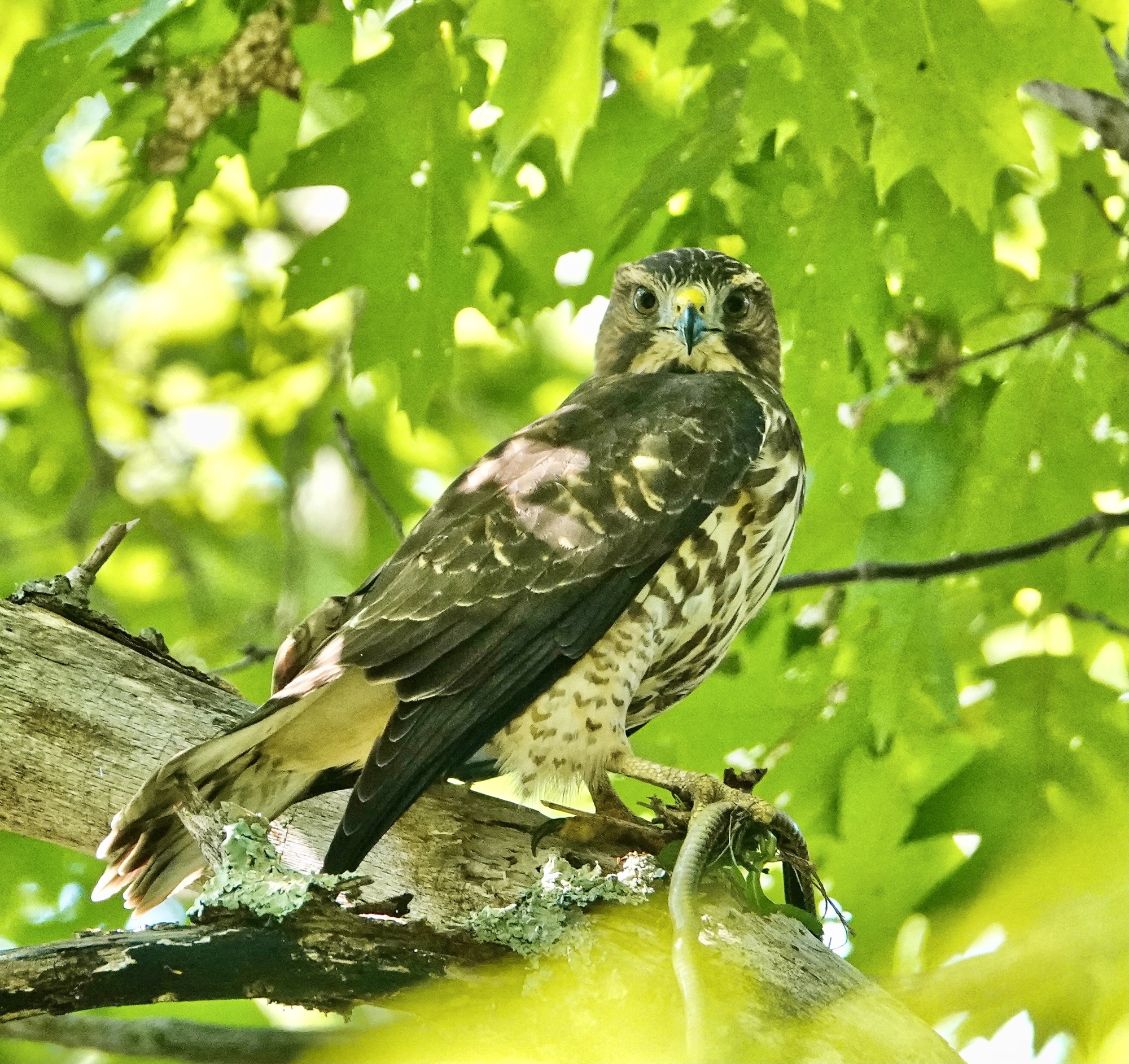 Broad-winged Hawk – Pic for Today