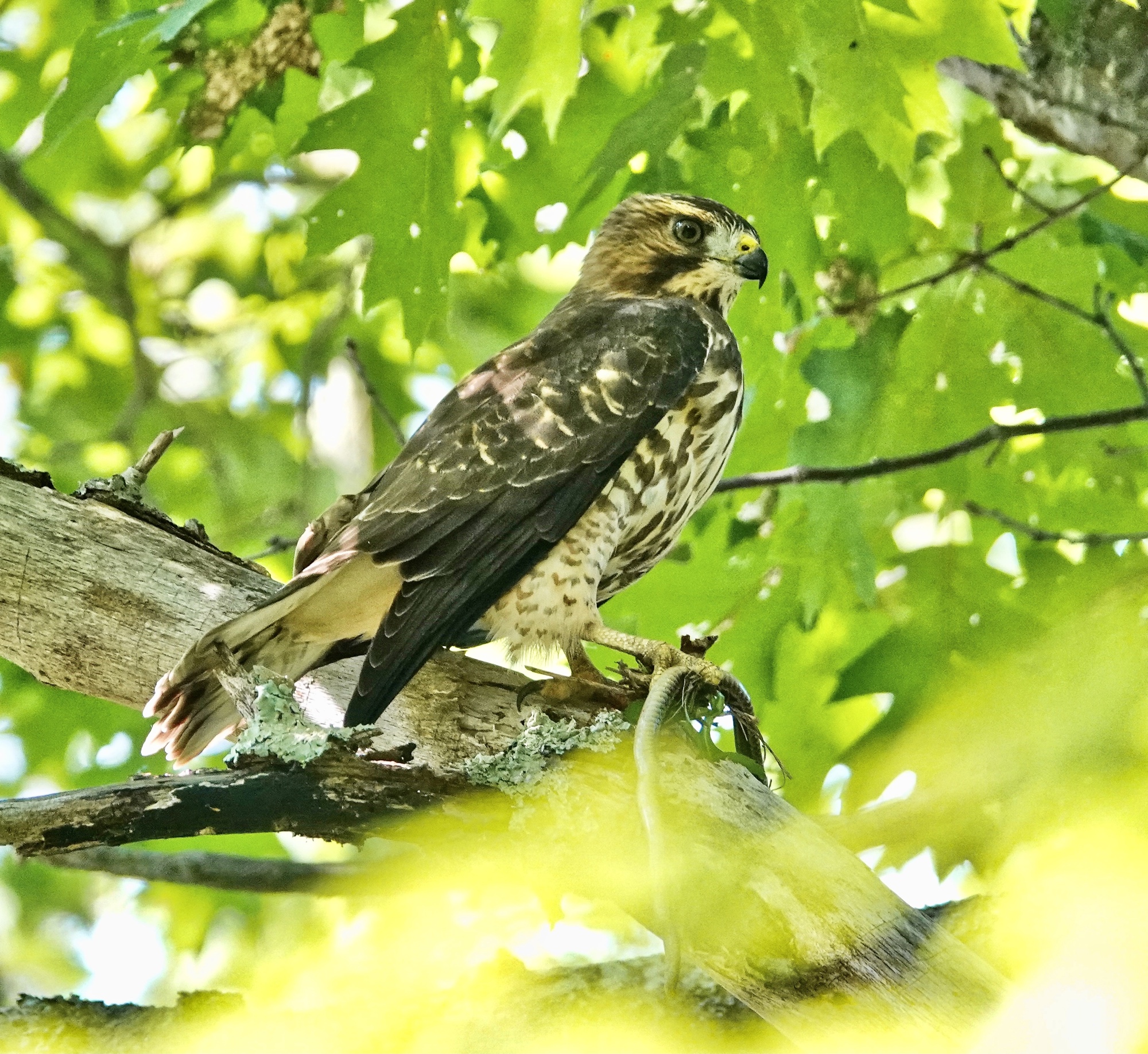 Broad-winged Hawk #2 – Pic for Today