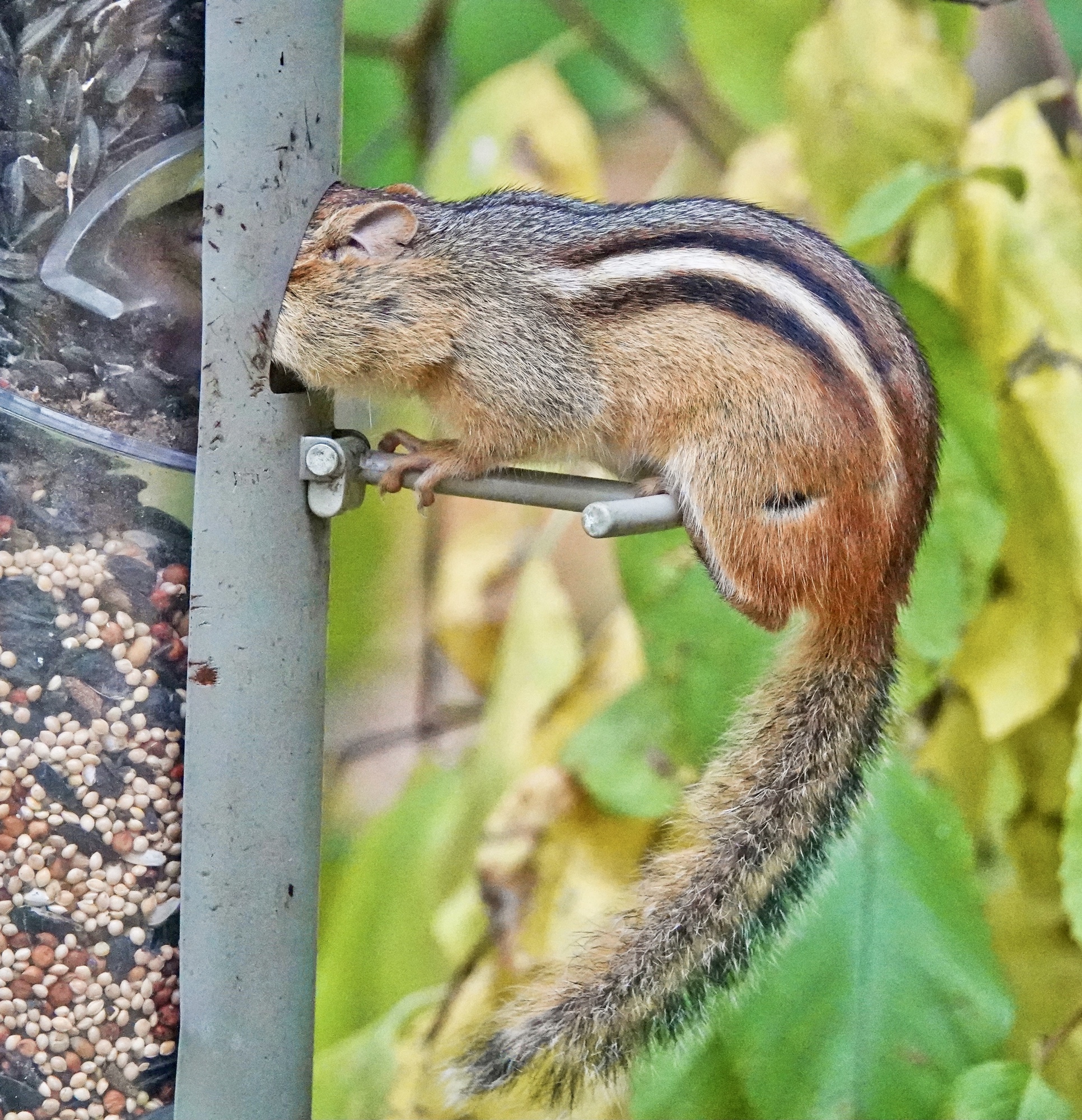 Naughty Chipmunk! – Pic for Today