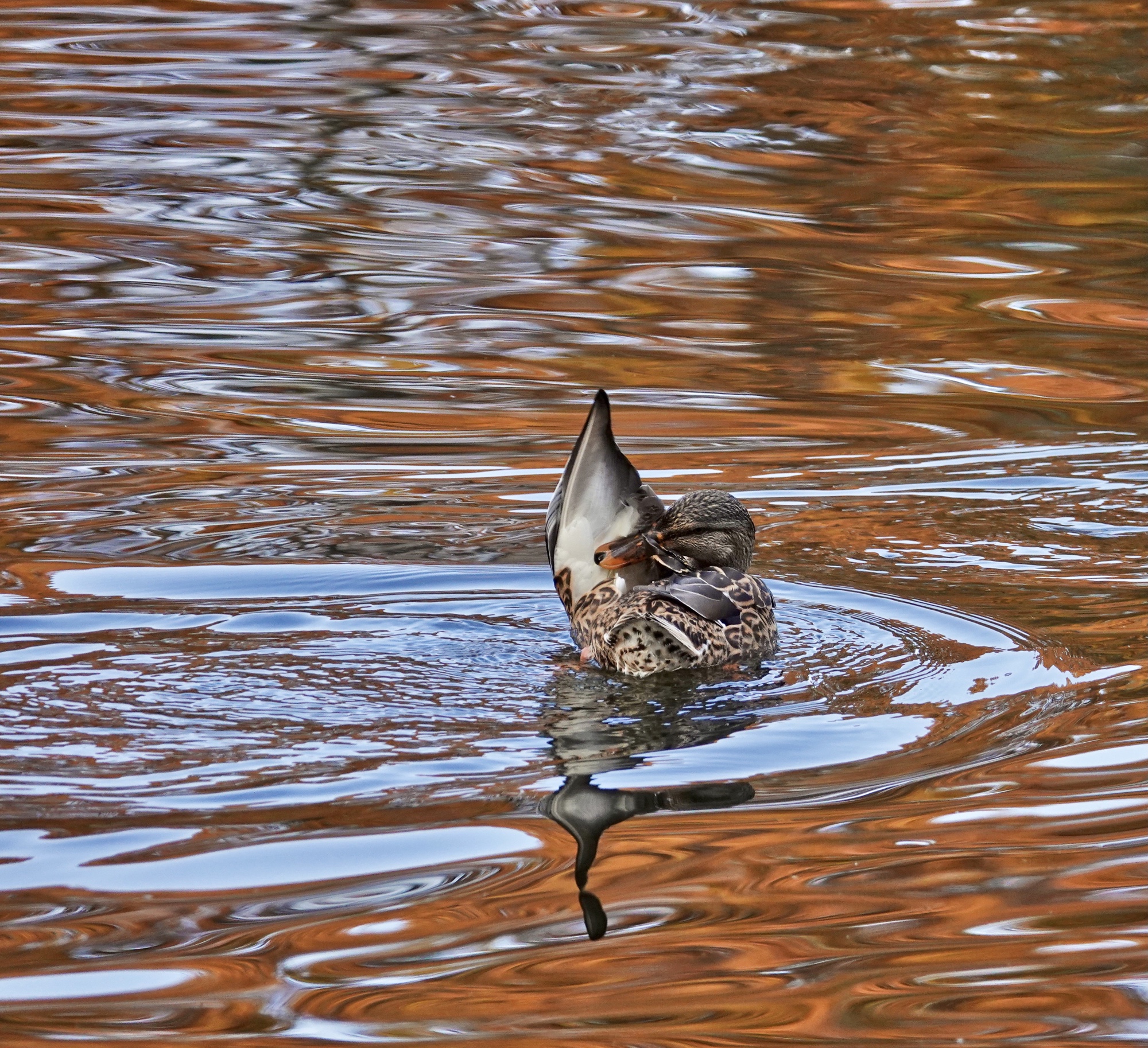 Flaming Duck – Pic for Today