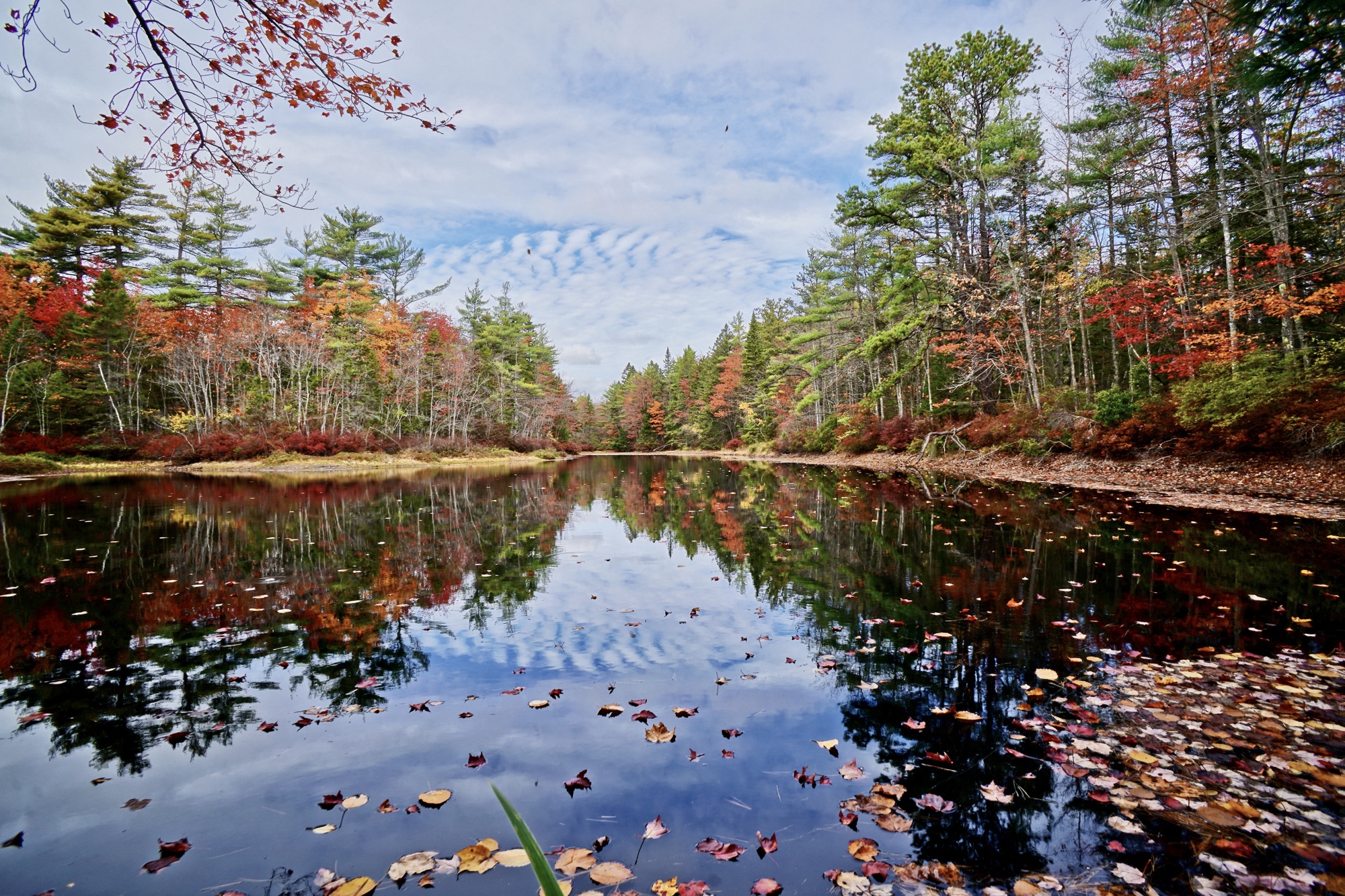 A little fall pond action… – Pic for Today