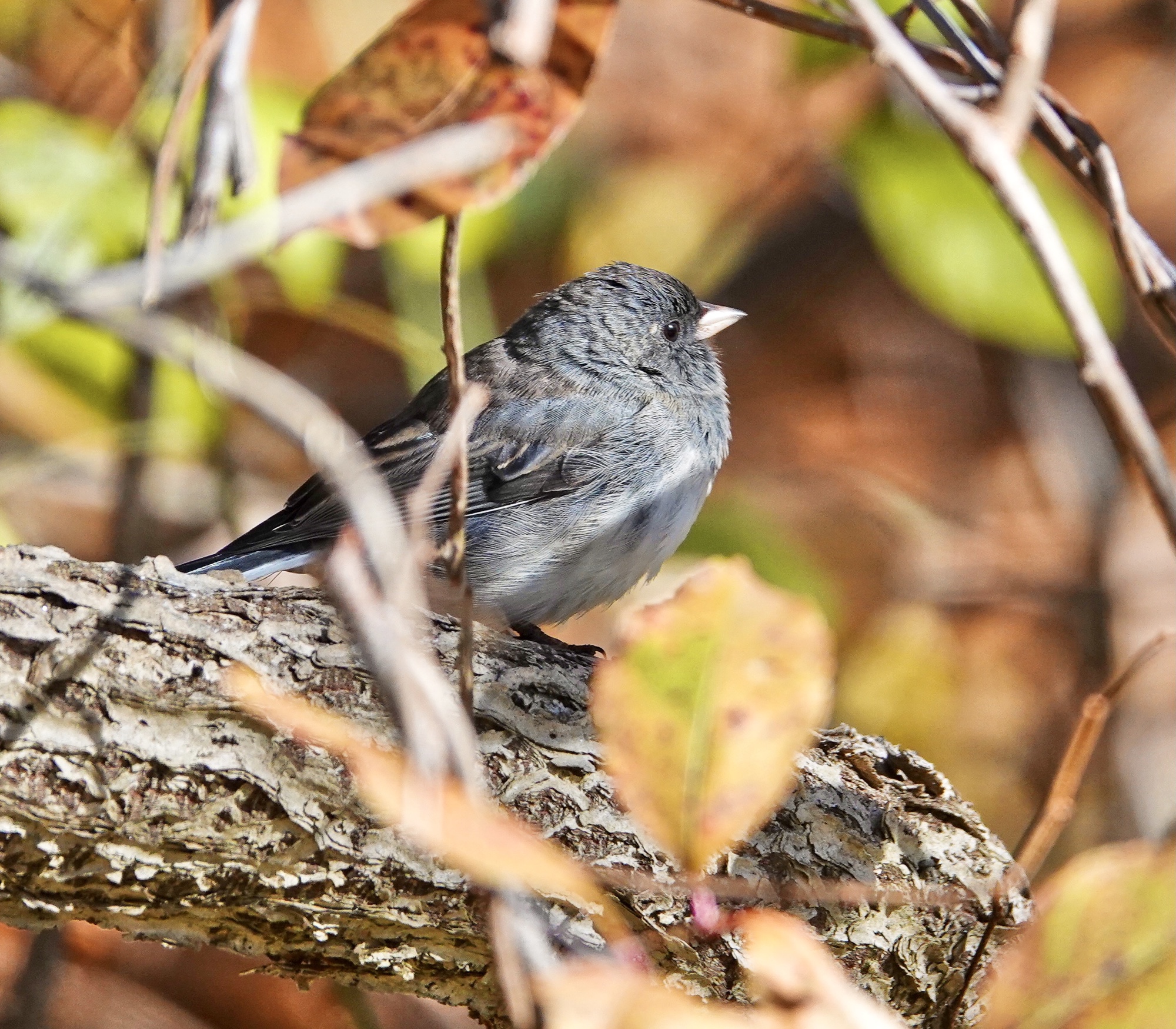 Junco – Pic for Today