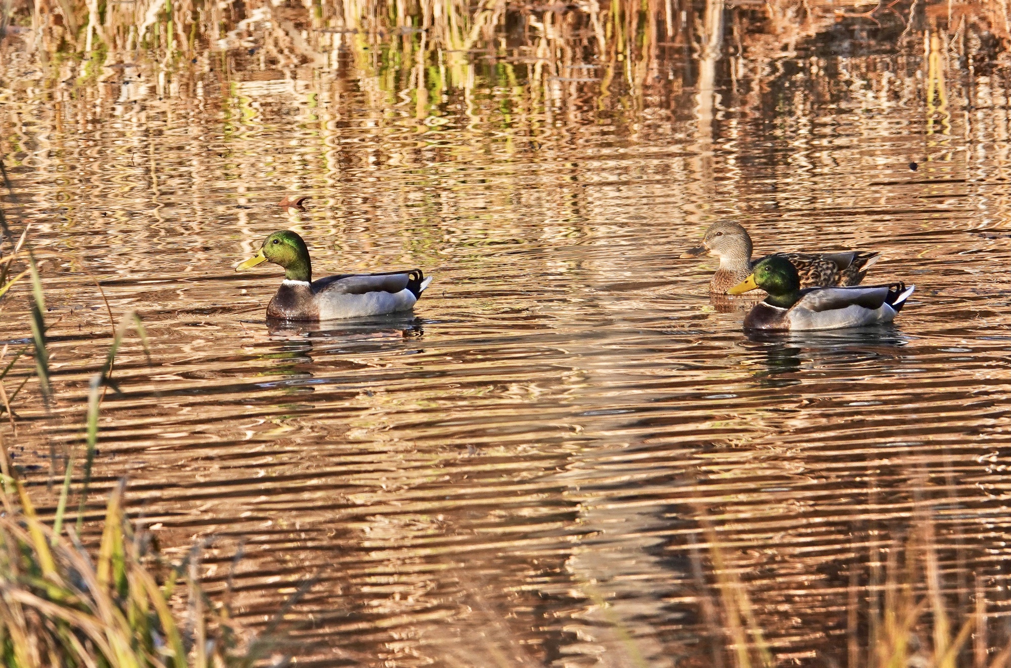 Mallards on gold… – Pic for Today