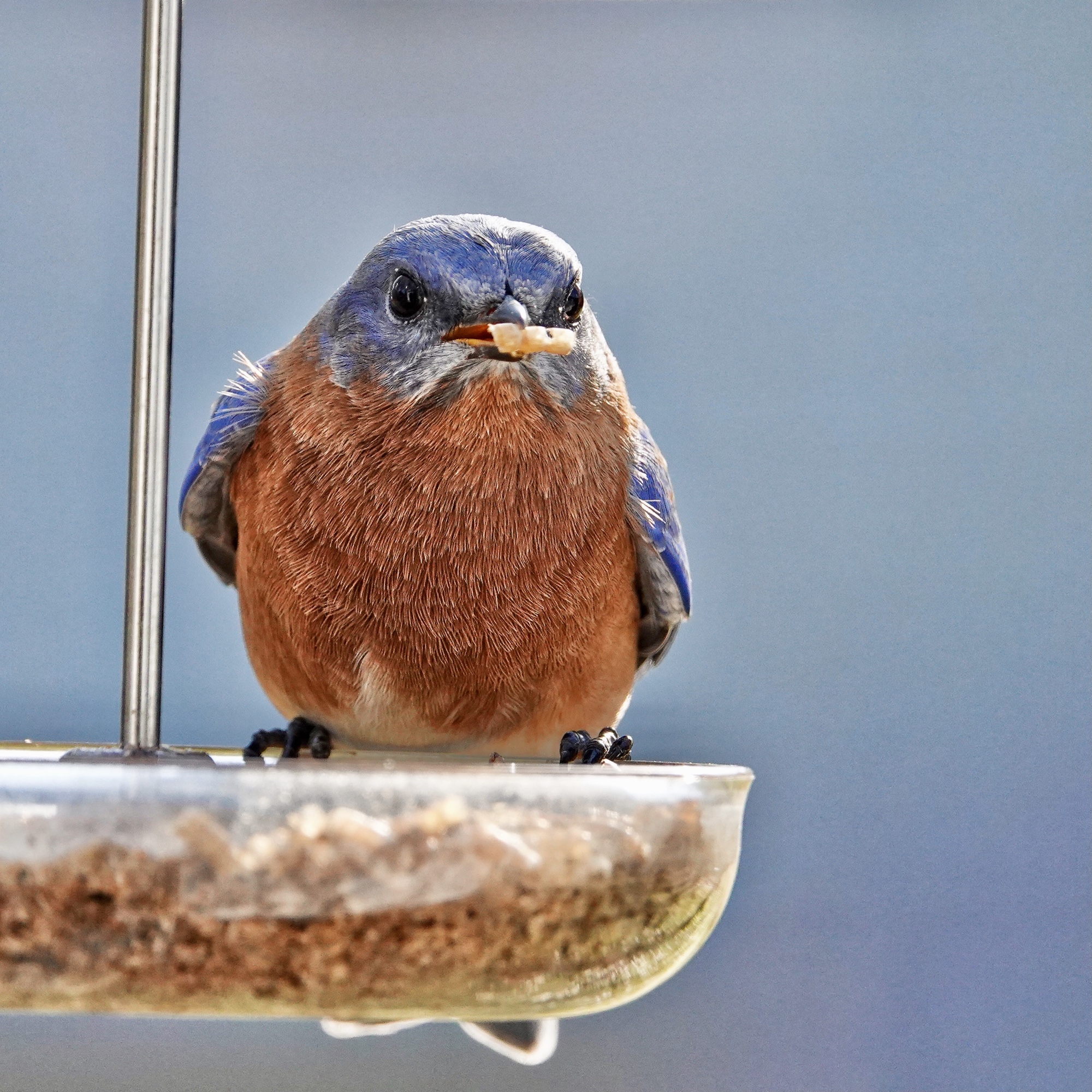 The Bluebirds are back… – Pic for Today