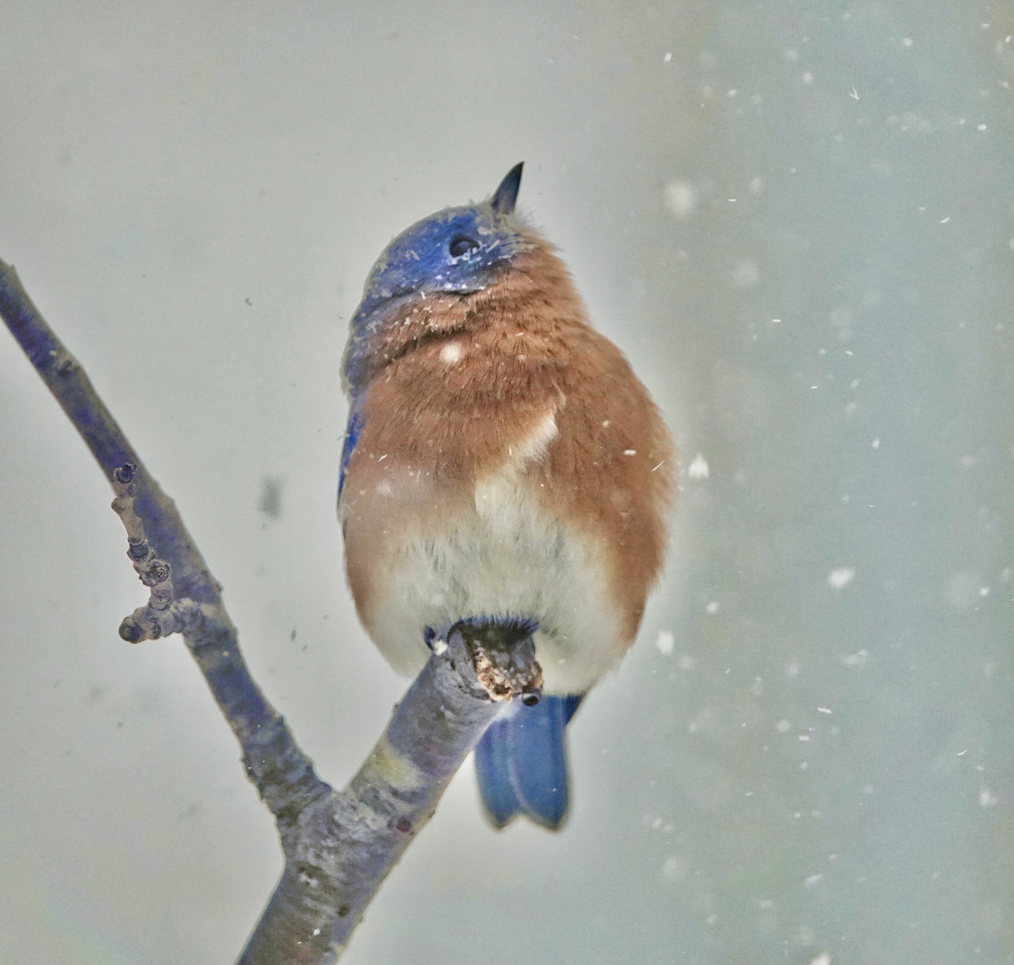 Bluebird’s first snowfall… – Pic for Today