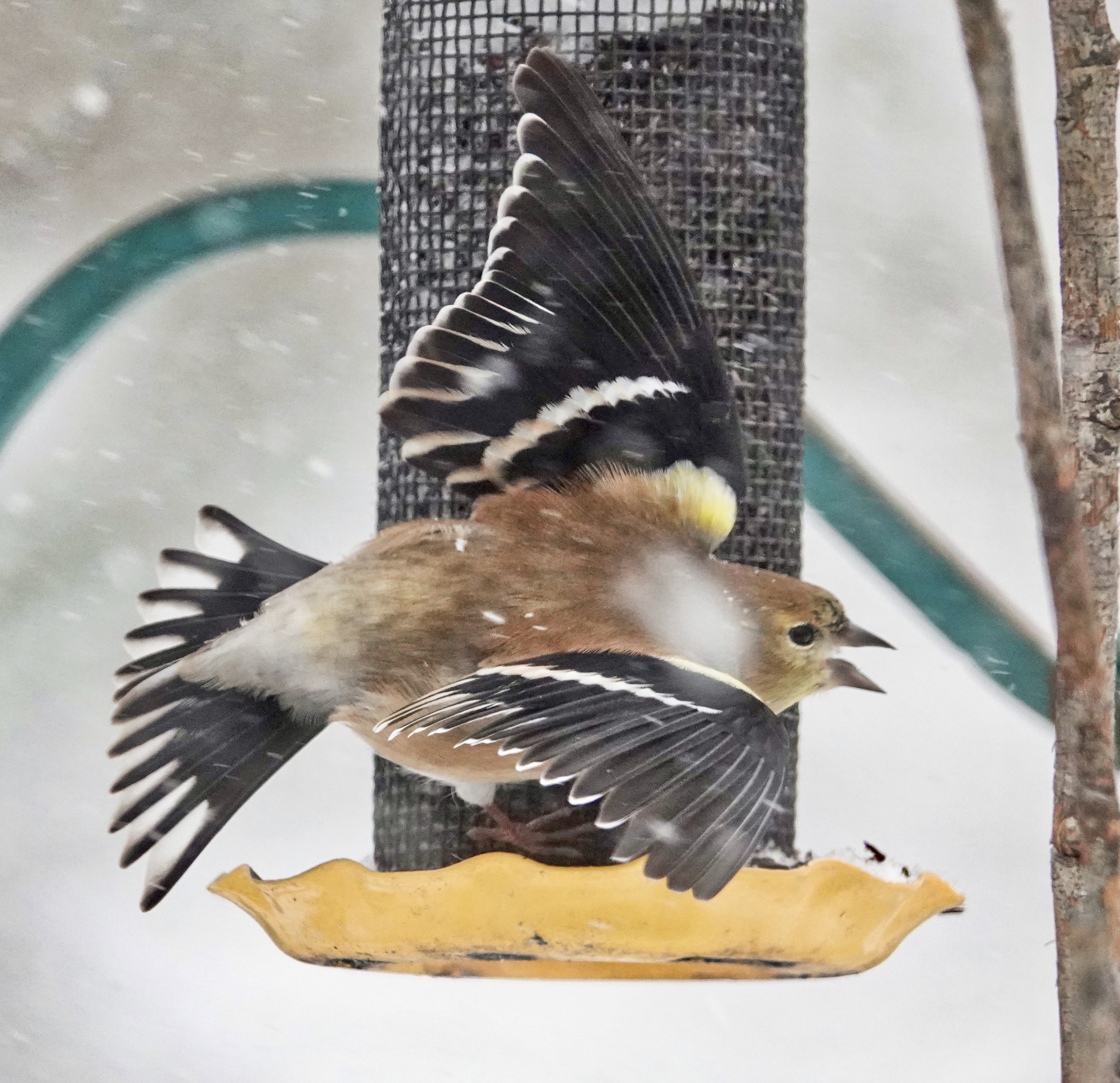 Goldfinch aggression – Pic for Today