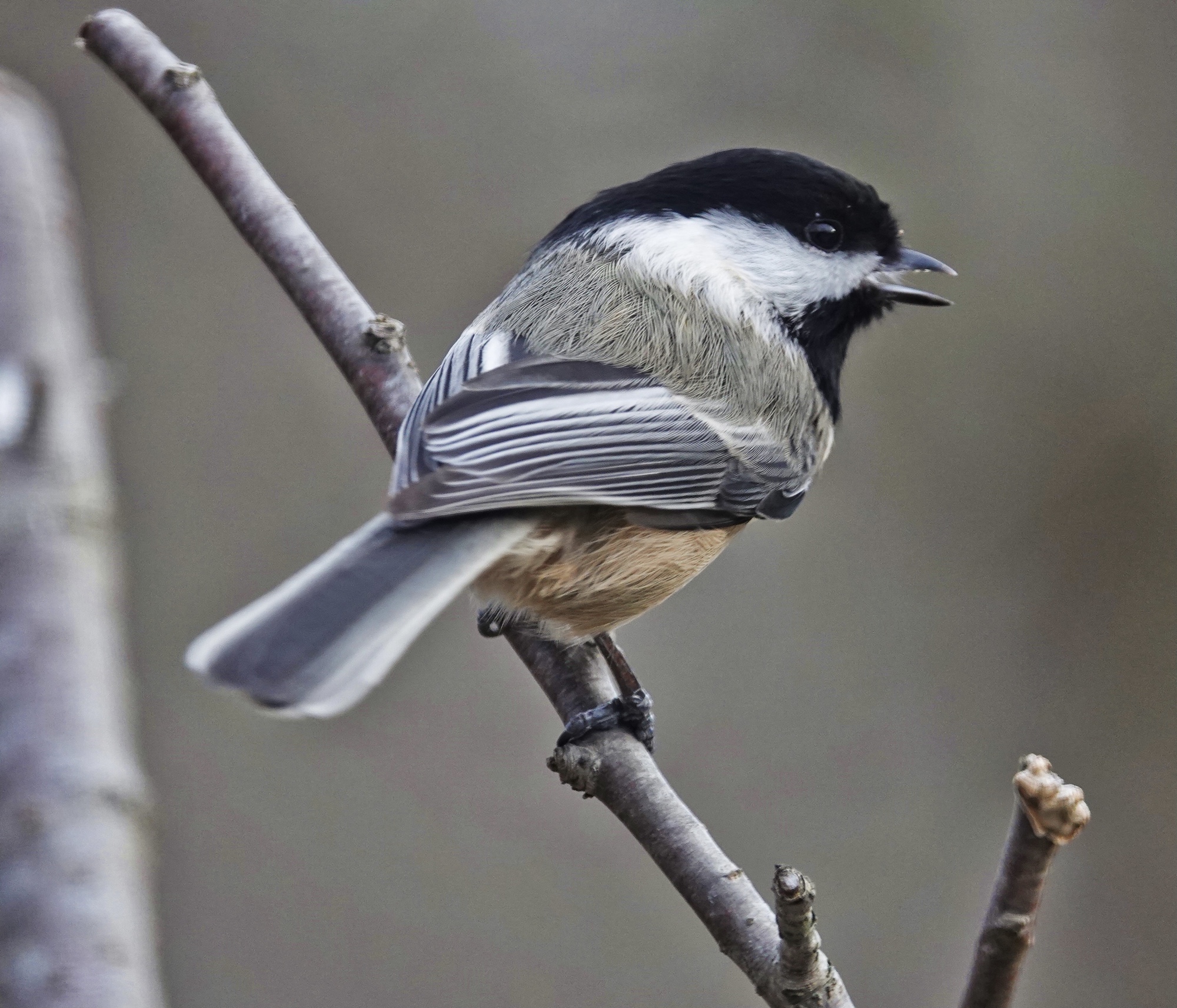 Always Chickadees – Pic for Today