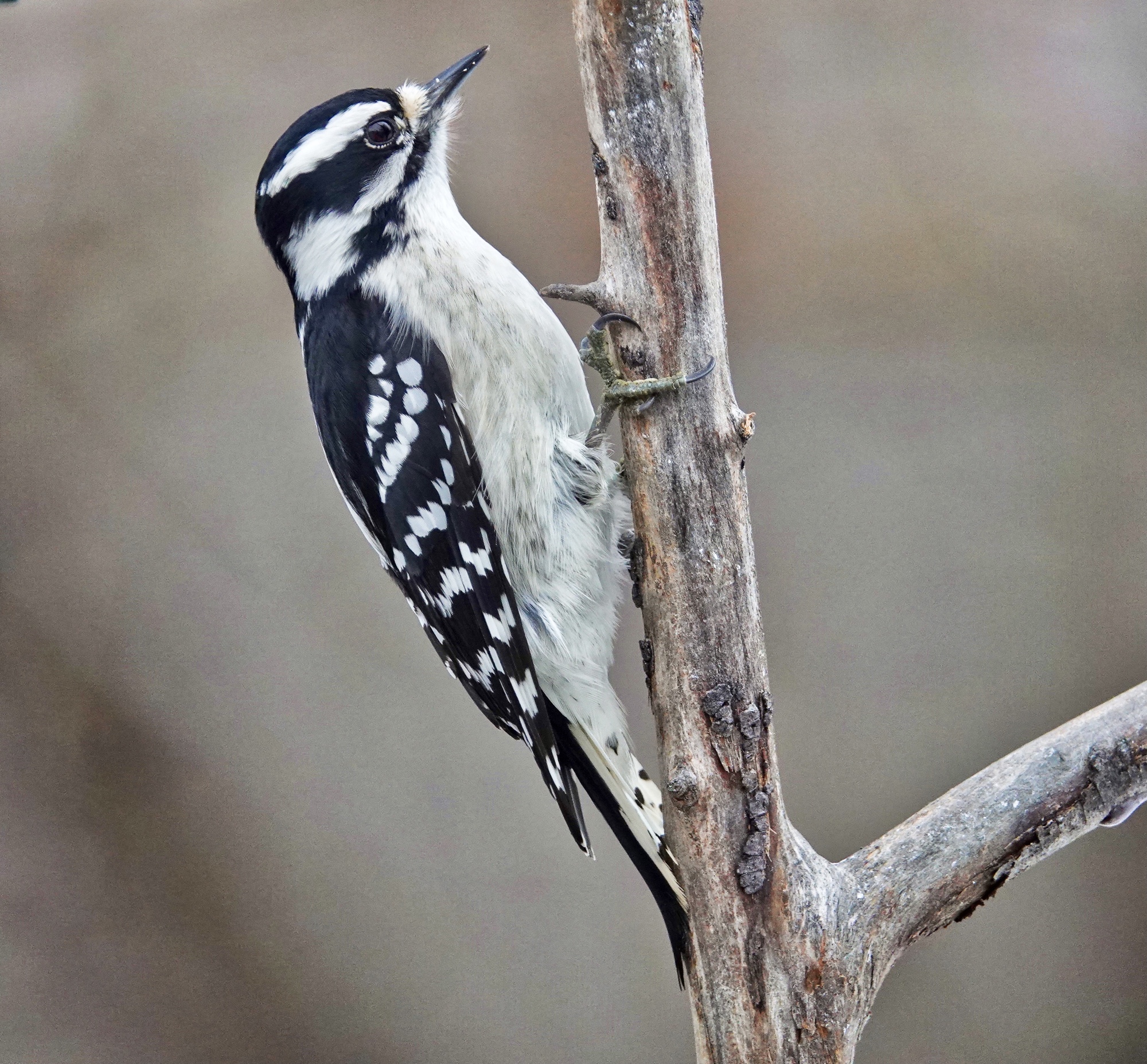 Everyday bird #3 – Pic for Today