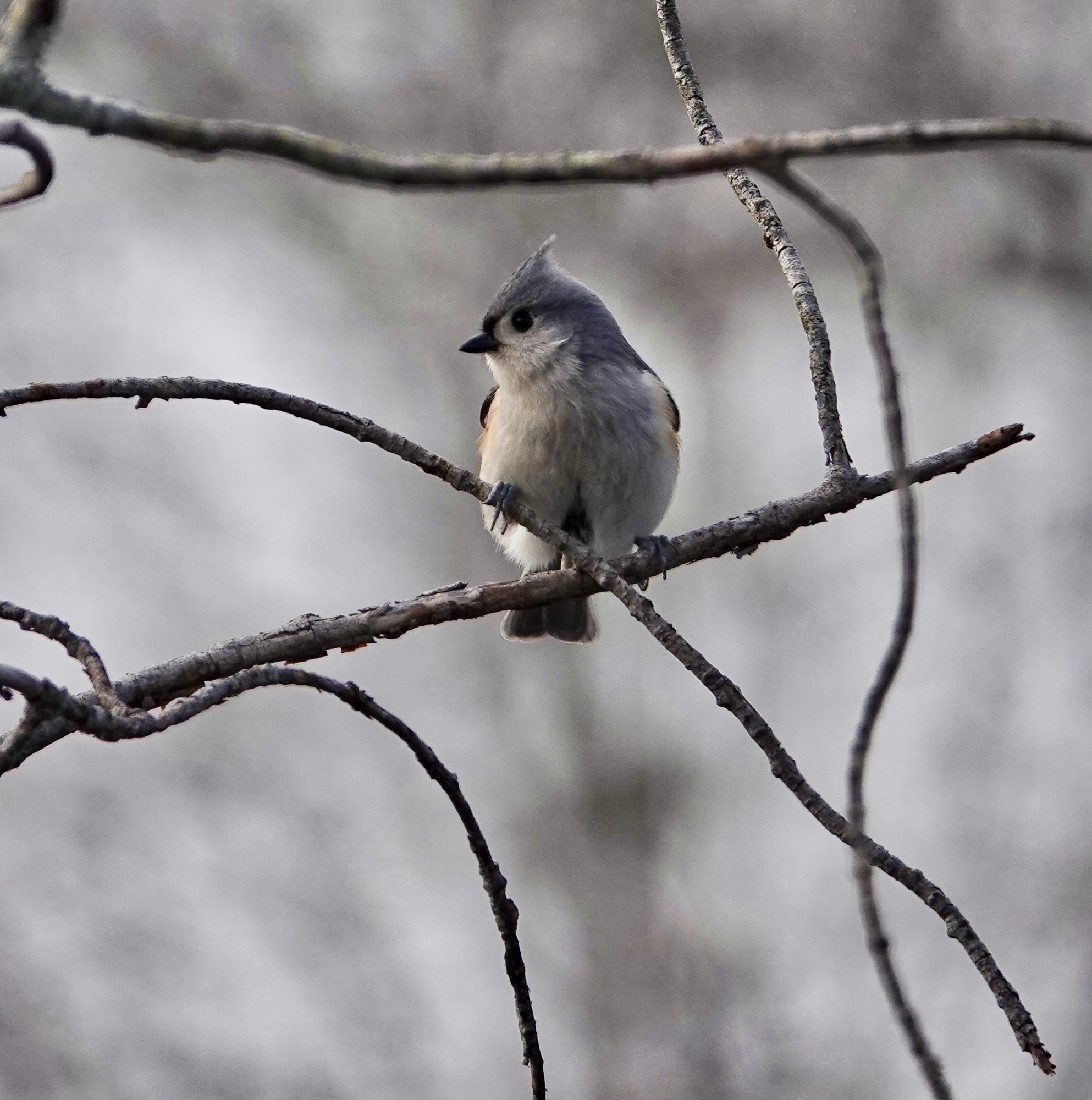 Titmouse at the park – Pic for Today
