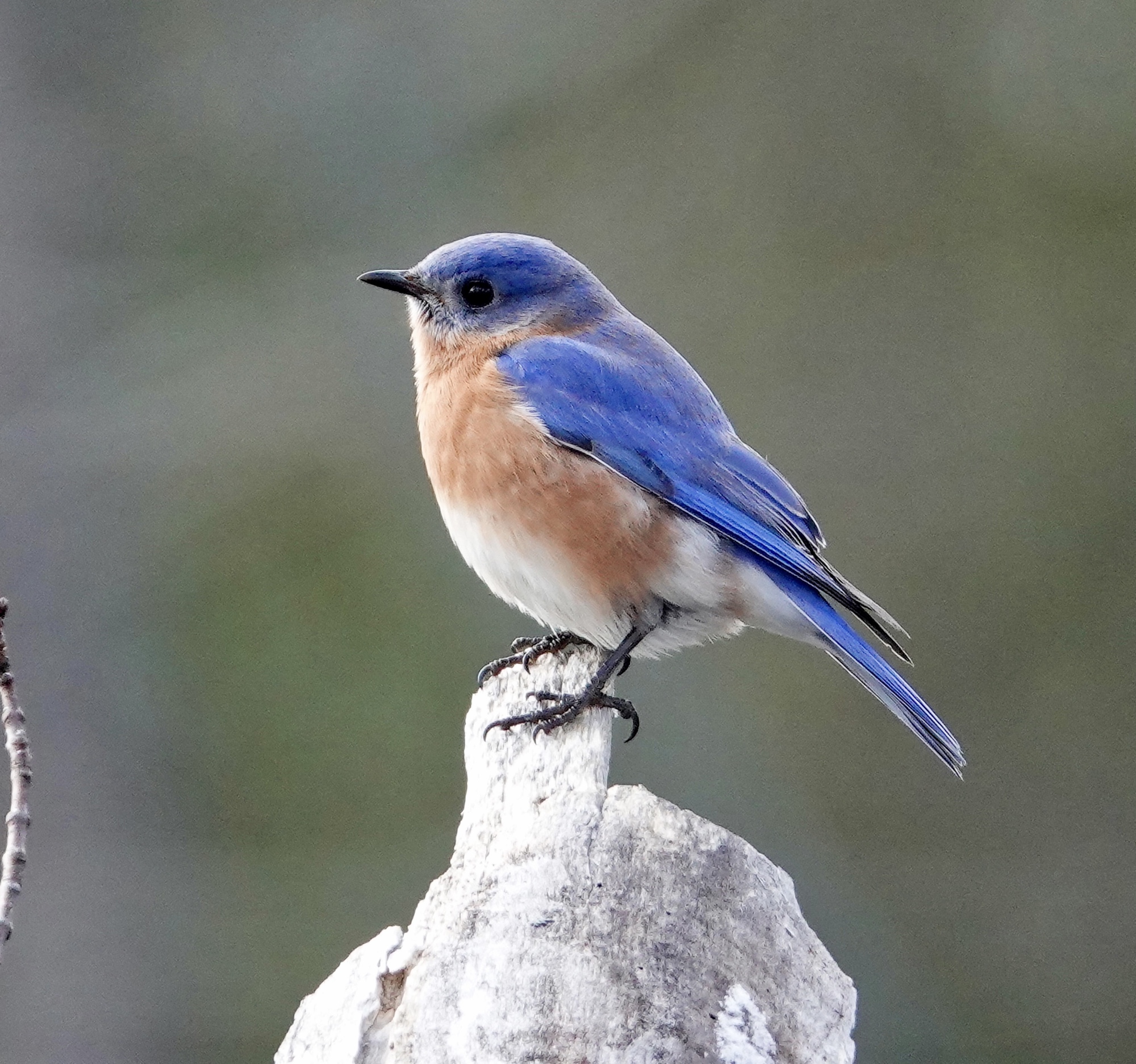 Wild Bluebird – Pic for Today