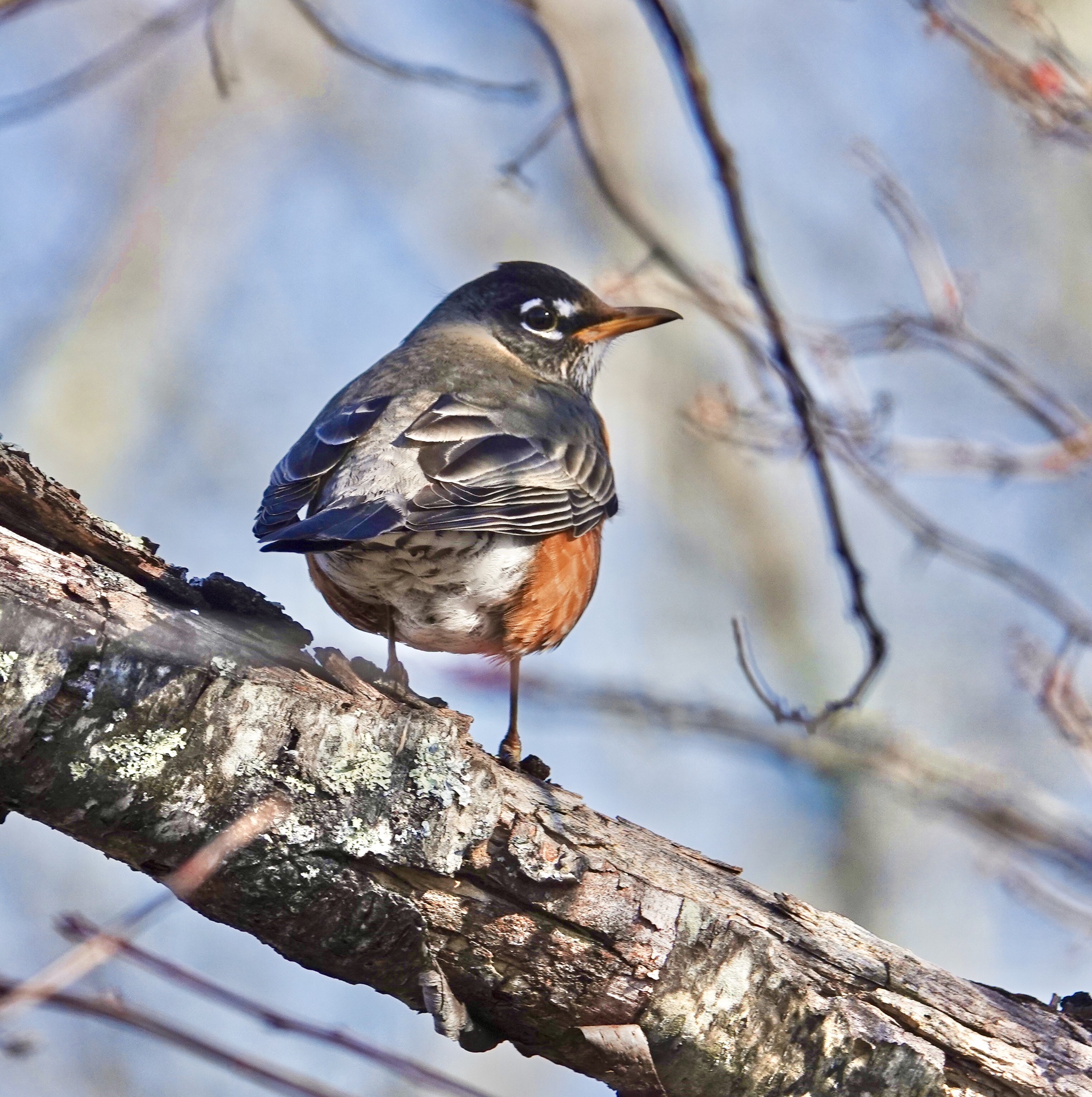 Over the shoulder Robin – Pic for Today