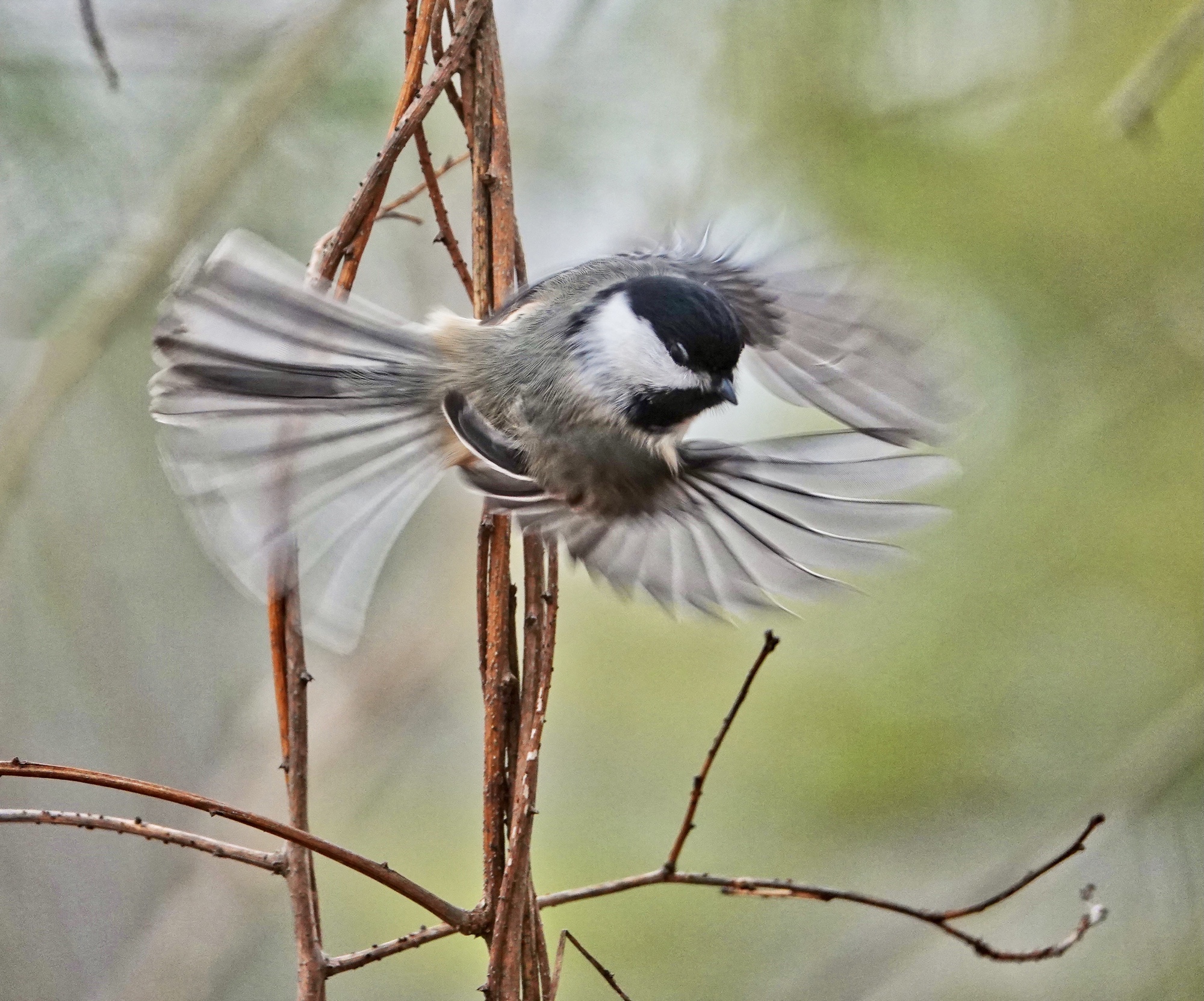 Chickadee in motion… – Pic for Today