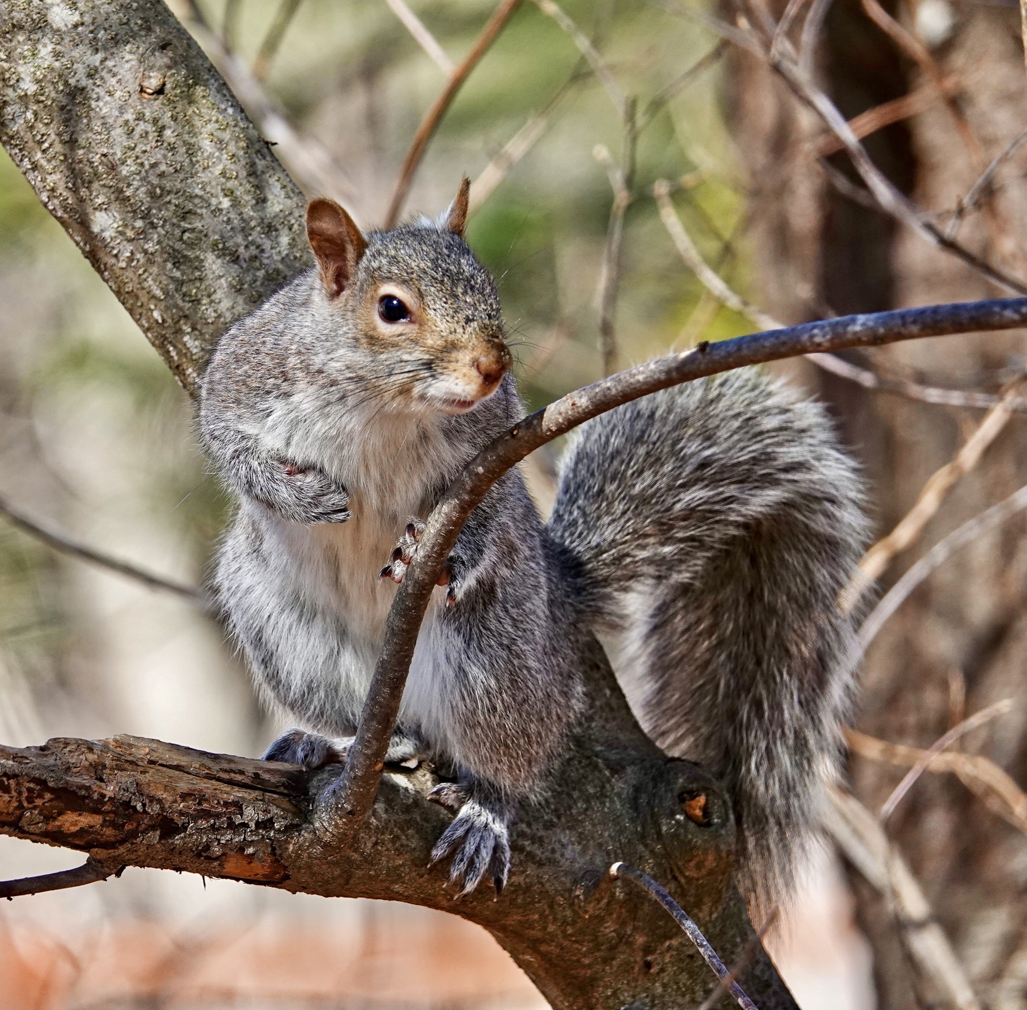 Pugilant Squirrel – Pic for Today