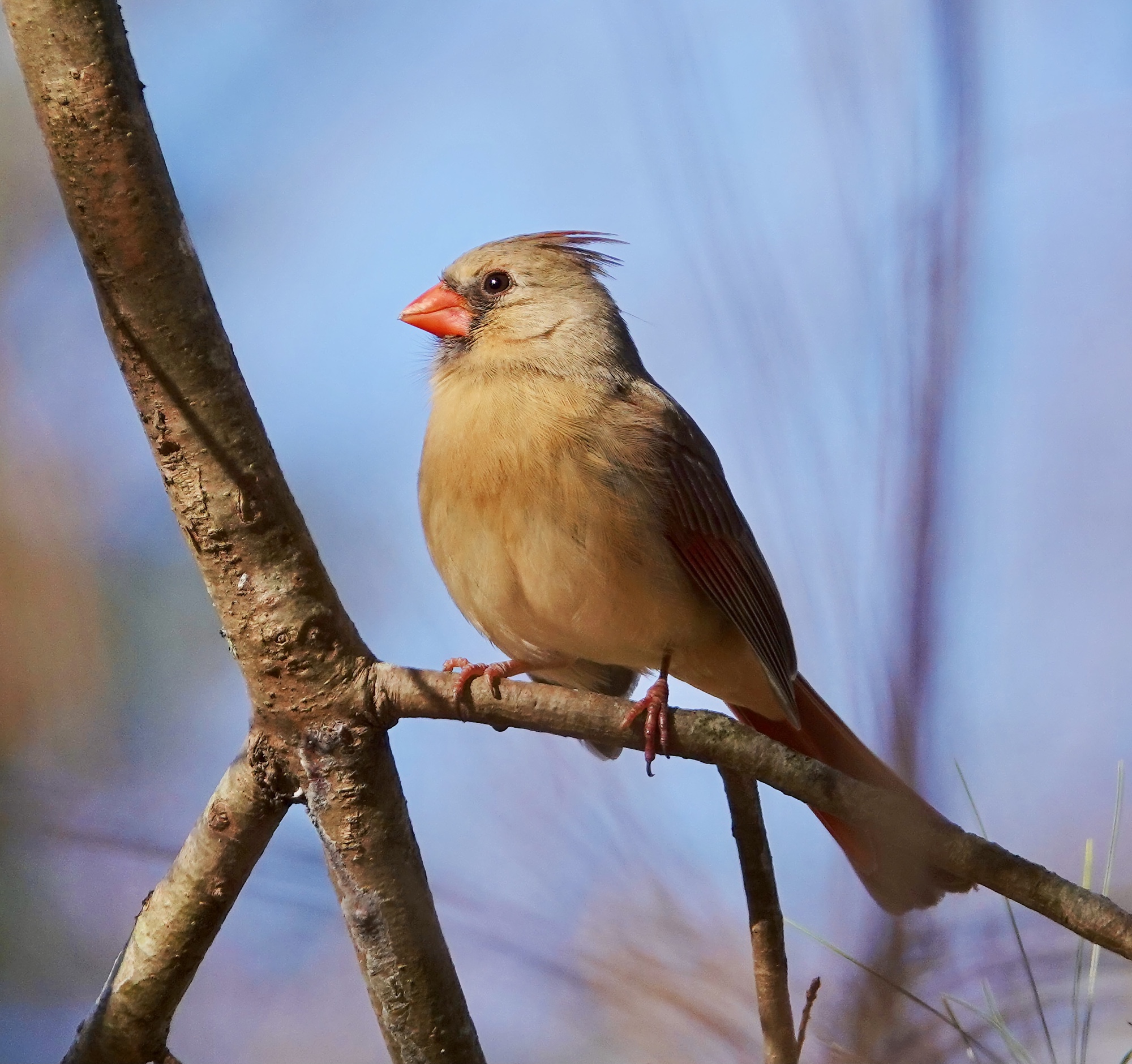 Female Cardinal – Pic for Today
