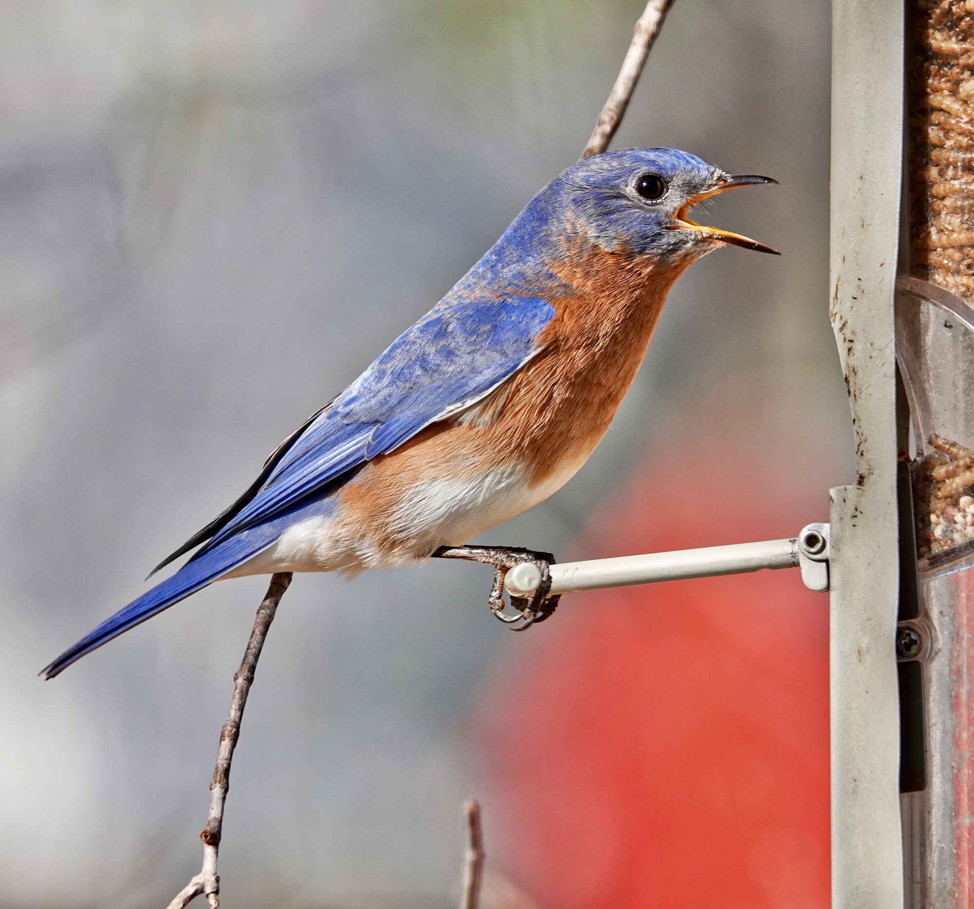 Big gulp. Bluebird – Pic for Today