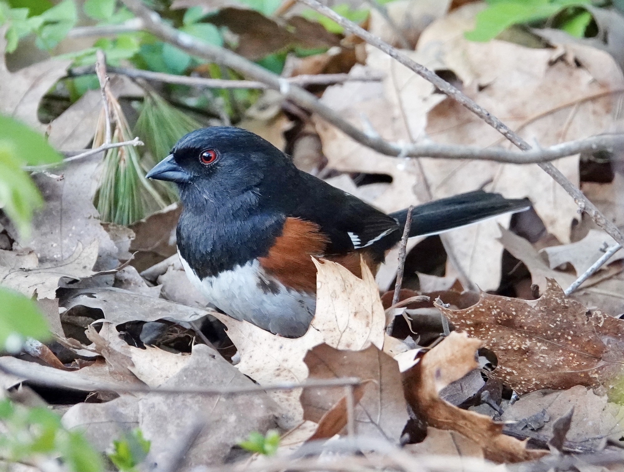 Eastern Towhee – Pic for Today