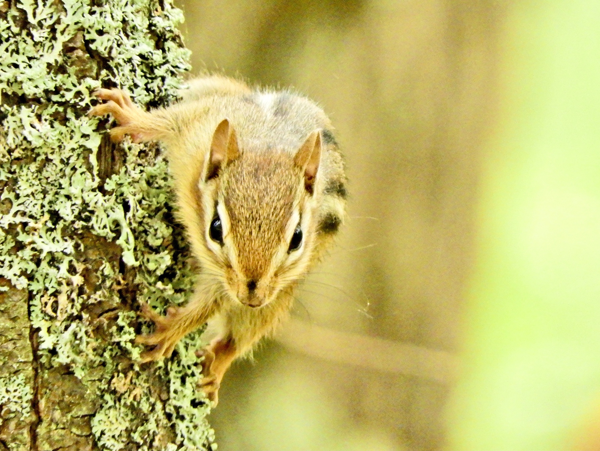 Ninja Chipmunk – Pic for Today