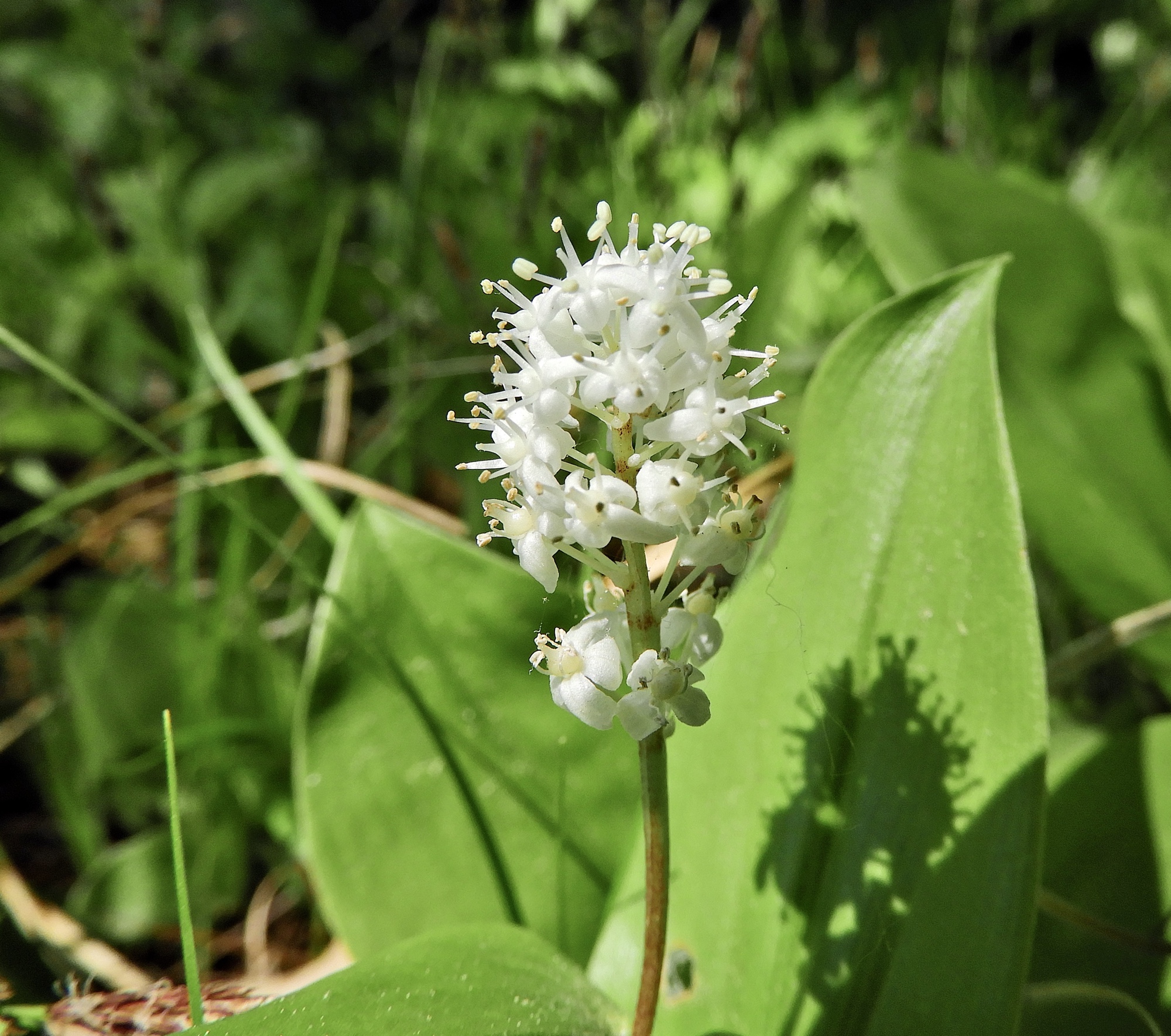 Canada Mayflower – Pic for Today