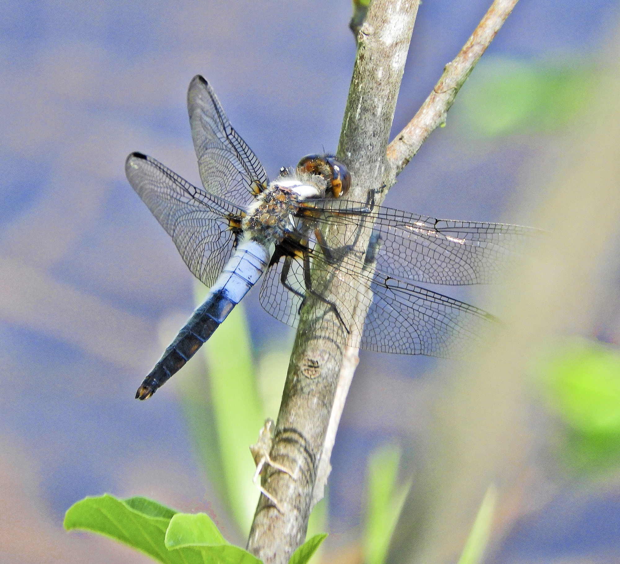 Chalk-fronted Corporal – Pic for Today